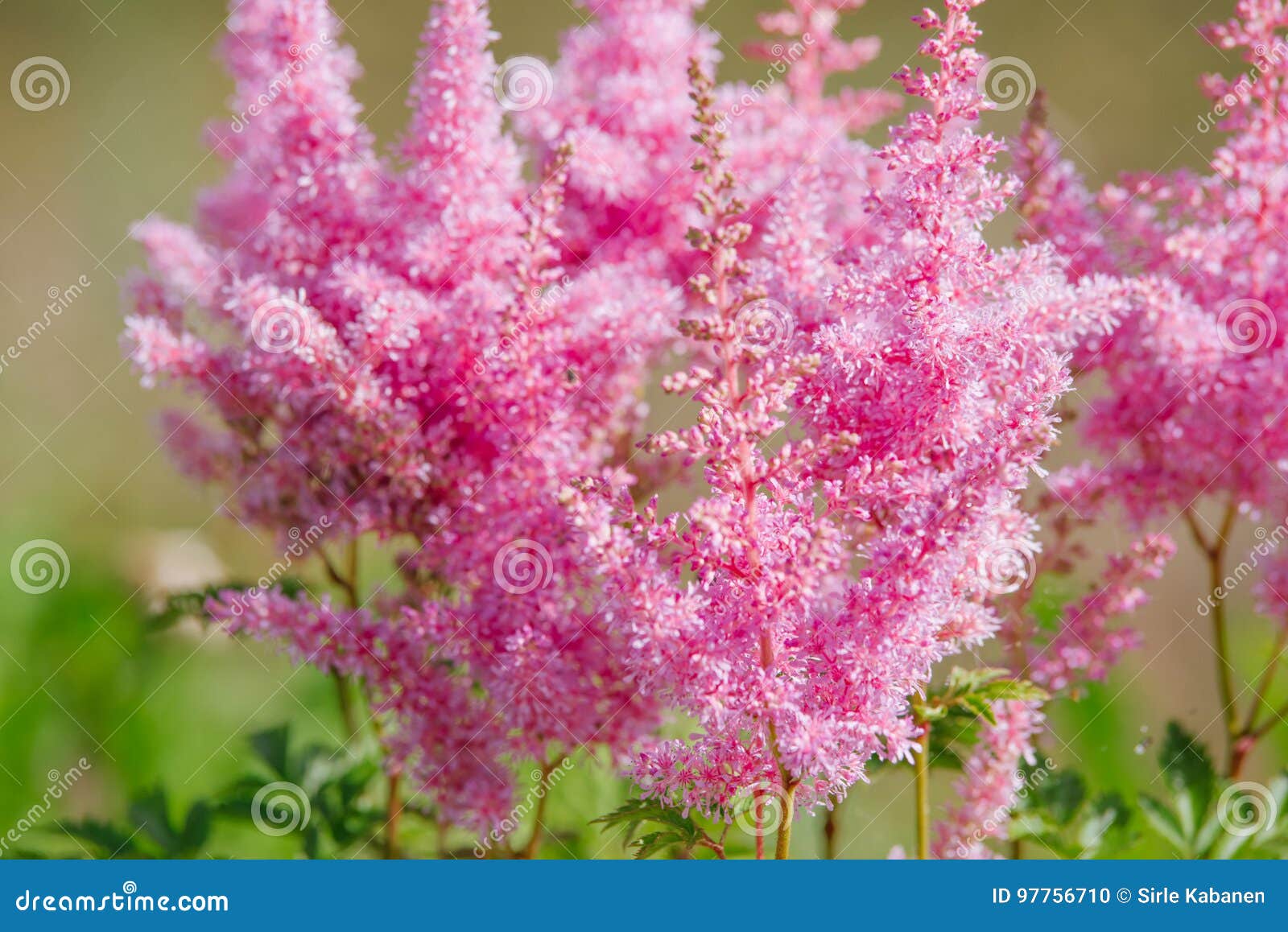 Pink astilbe flower stock photo. Image of green, blossom - 97756710
