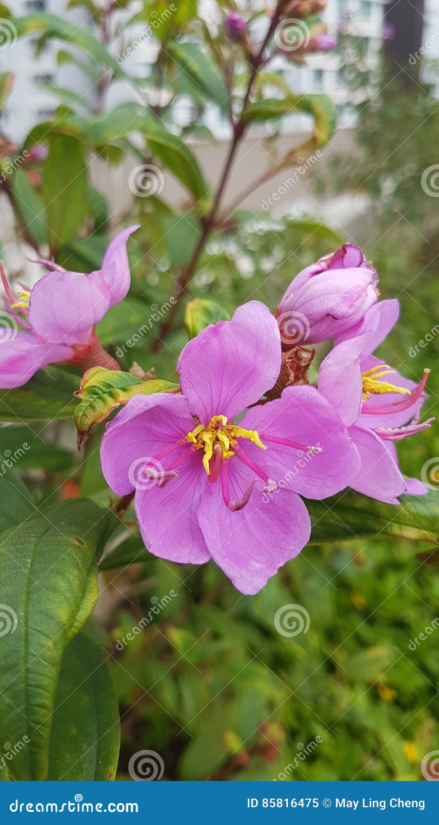 Bunga Senduduk - Attractive Pink Flower Stock Image - Image of spring ...