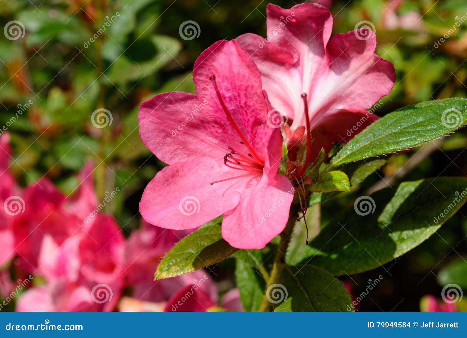 Pink Autumn Azaleas stock photo. Image of blossom, rhododendron - 79949584