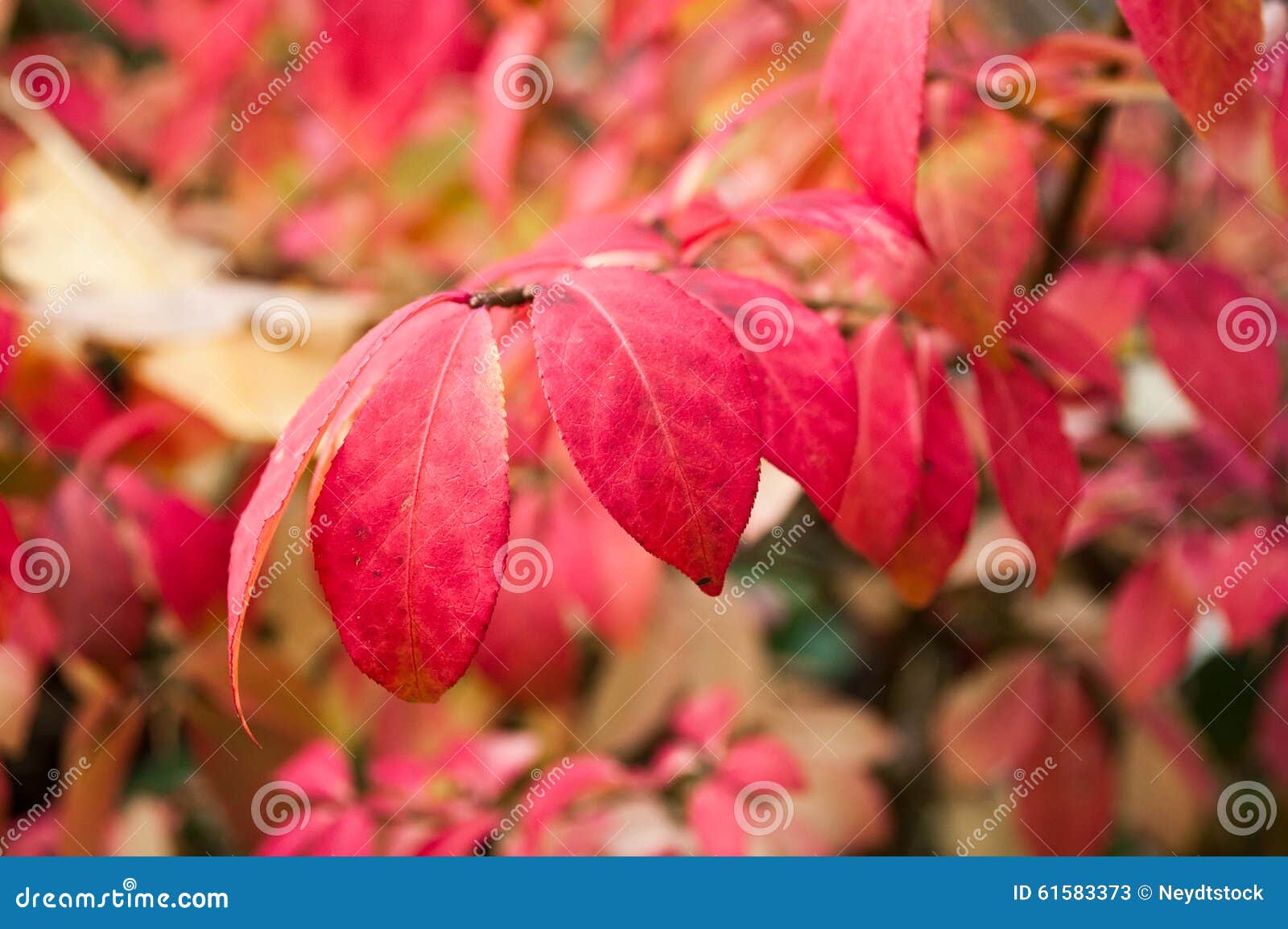 Pink autumnal leaves stock image. Image of grove, purple - 61583373