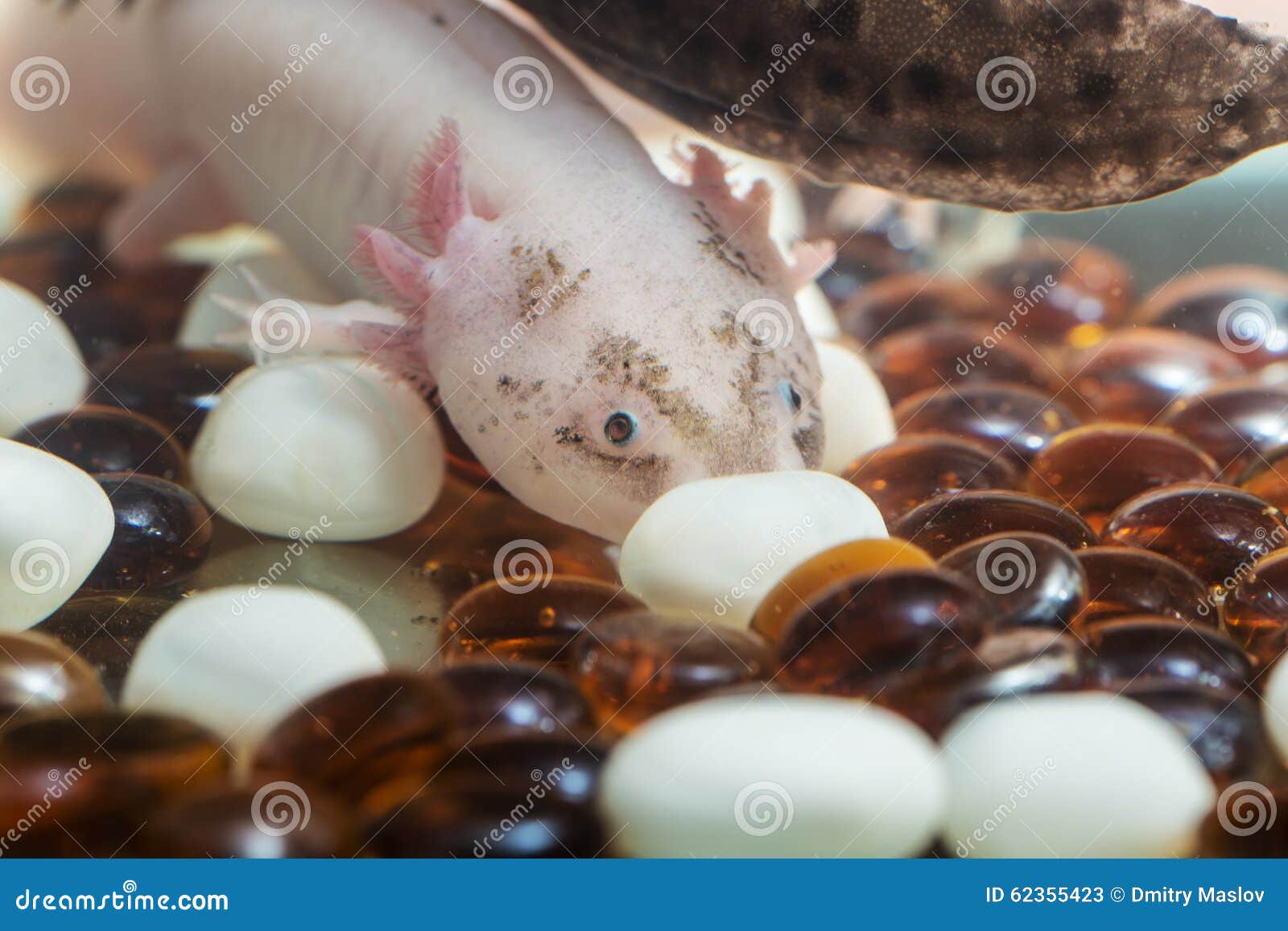 Pink axolotl closeup stock image. Image of amphibian - 62355423
