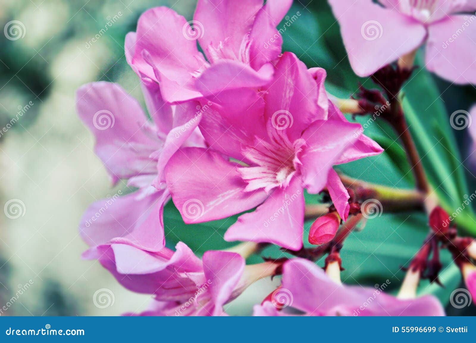 Pink Azalea Kirin With Background Bricks Royalty-Free Stock Photography ...