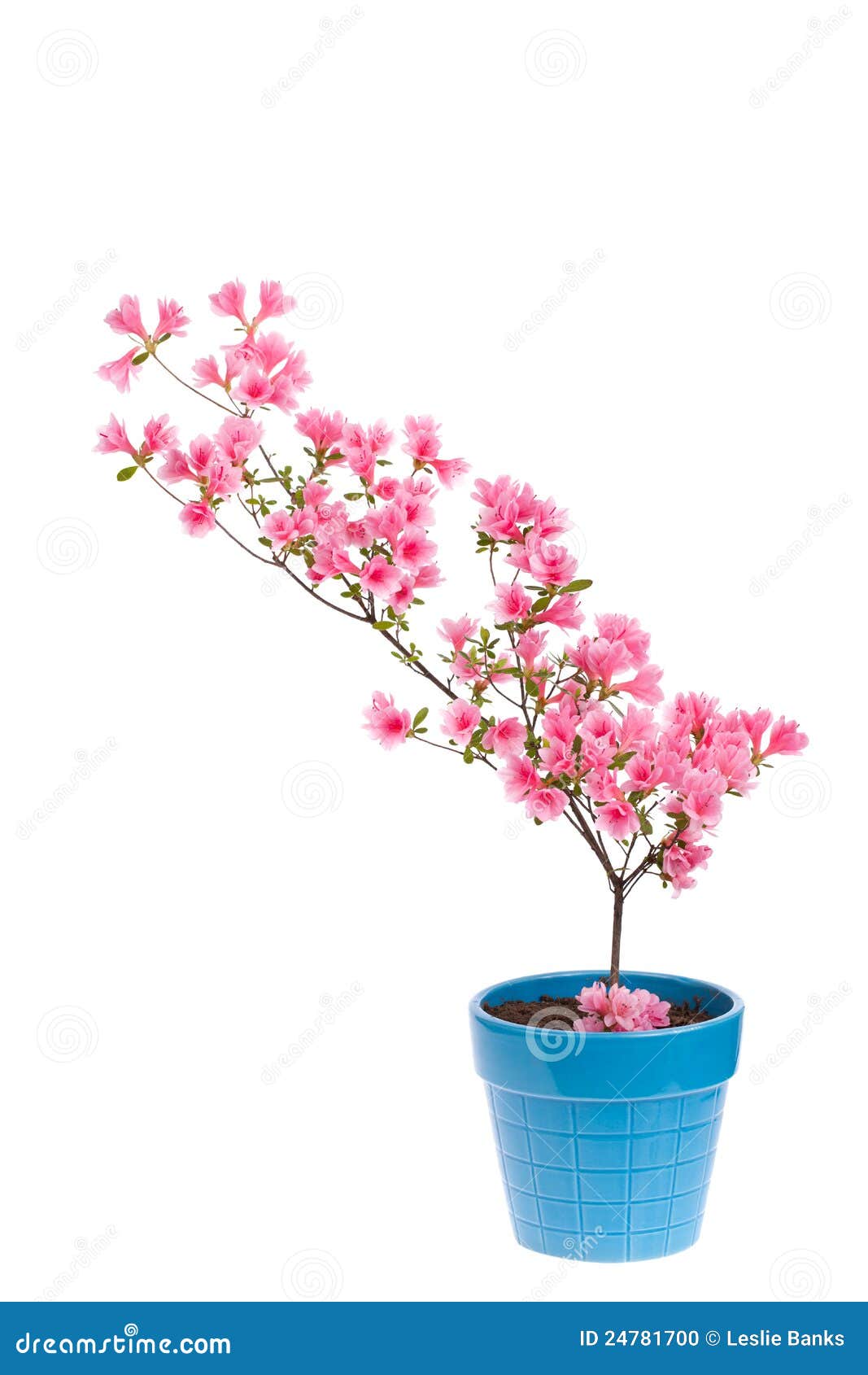Pink azalea branch stock photo. Image of plant, blue - 24781700