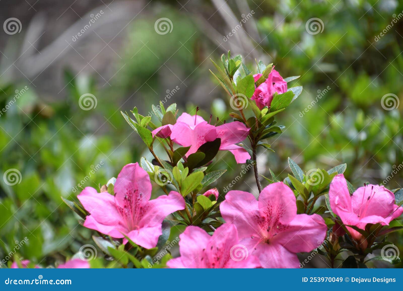 Pink Azalea Bush Blooming and Flowering in the Spring Stock Image ...