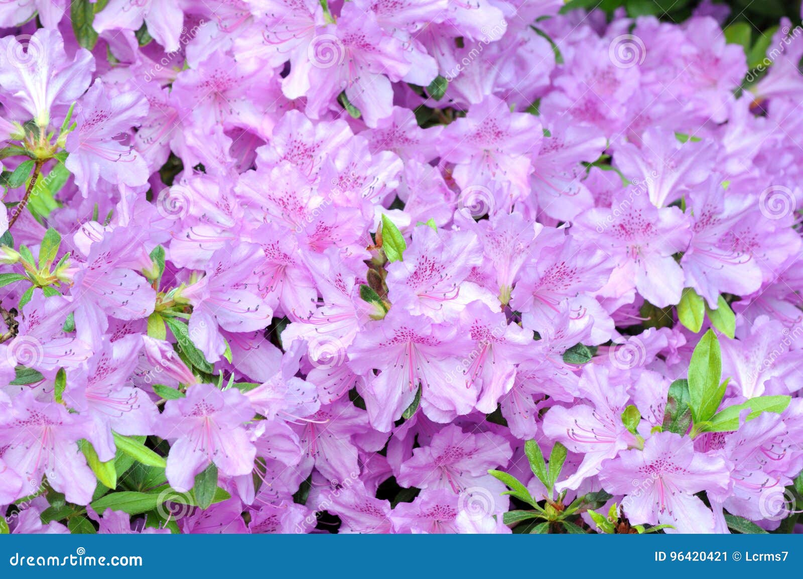 Pink Azalea Bush Blooming in Springtime Stock Image - Image of ...