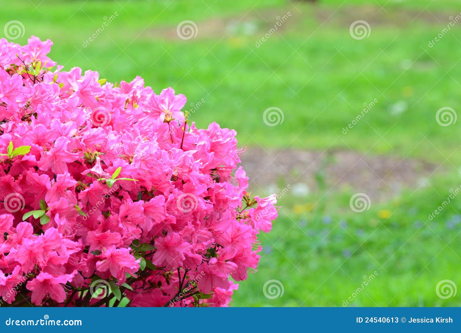 Pink Azalea Bush in the Springtime Stock Image - Image of bush, flora ...