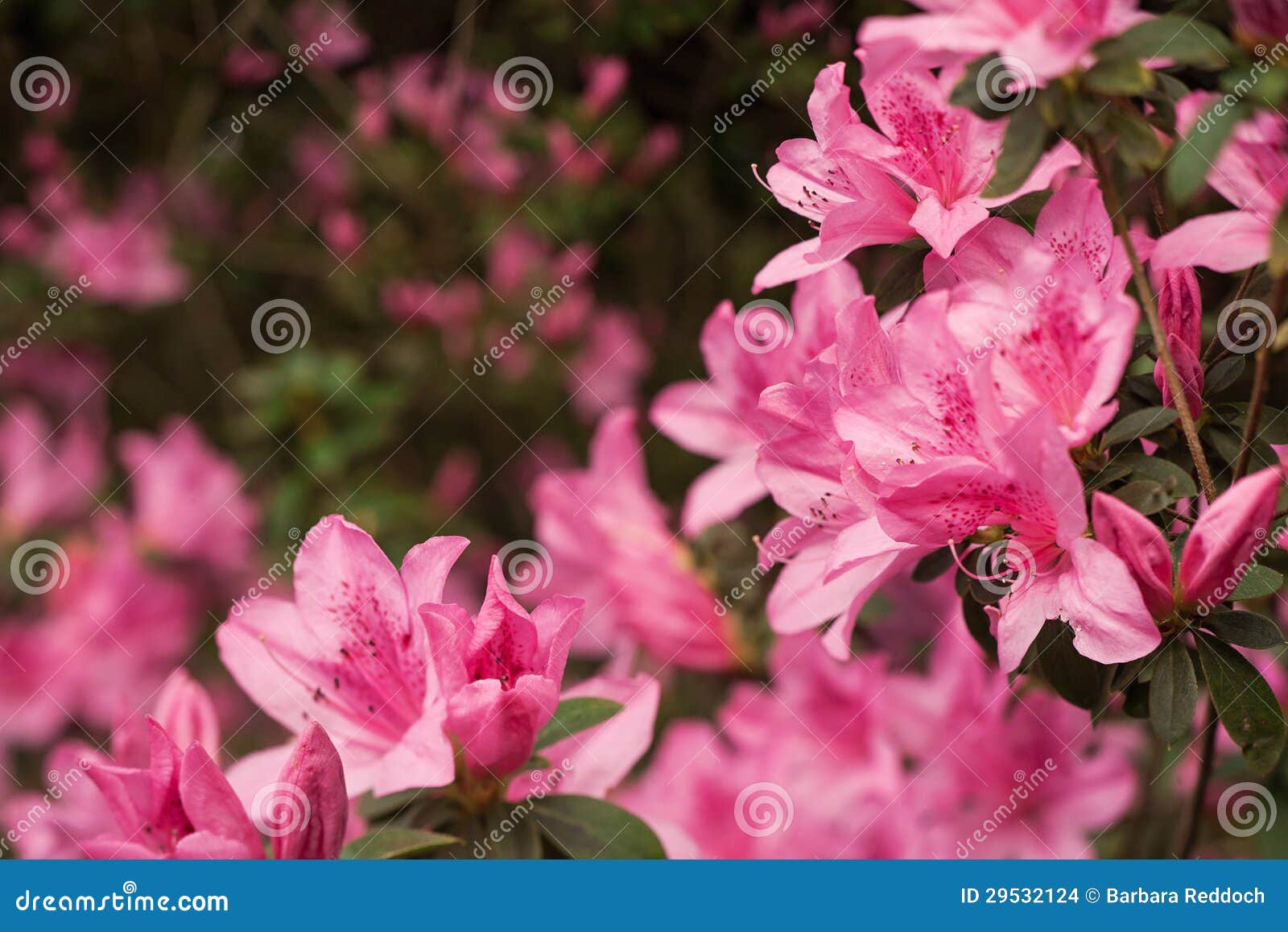 Pink Azalea Clusters on Soft-Focus Background Stock Photo - Image of ...