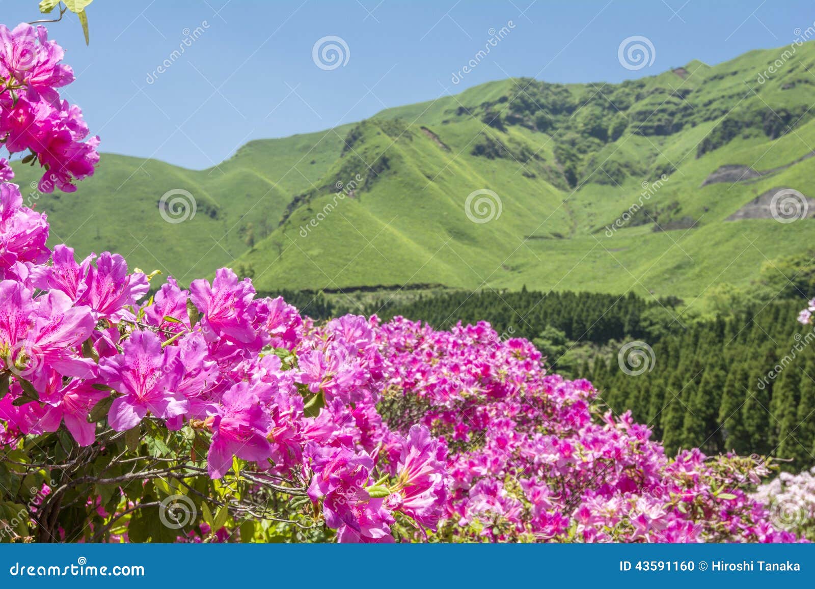 Pink azalea field stock photo. Image of tree, nature - 43591160