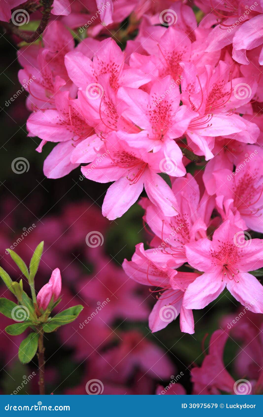 Pink Azalea Flower stock image. Image of deciduous, pink - 30975679