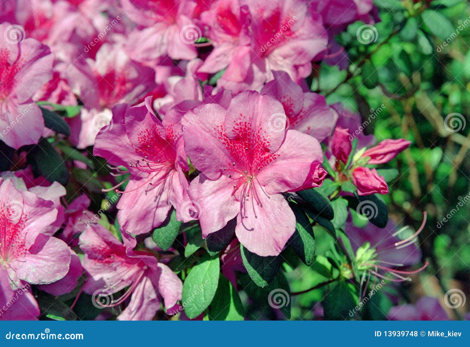 Pink Azalea Kirin With Background Bricks Royalty-Free Stock Photography ...