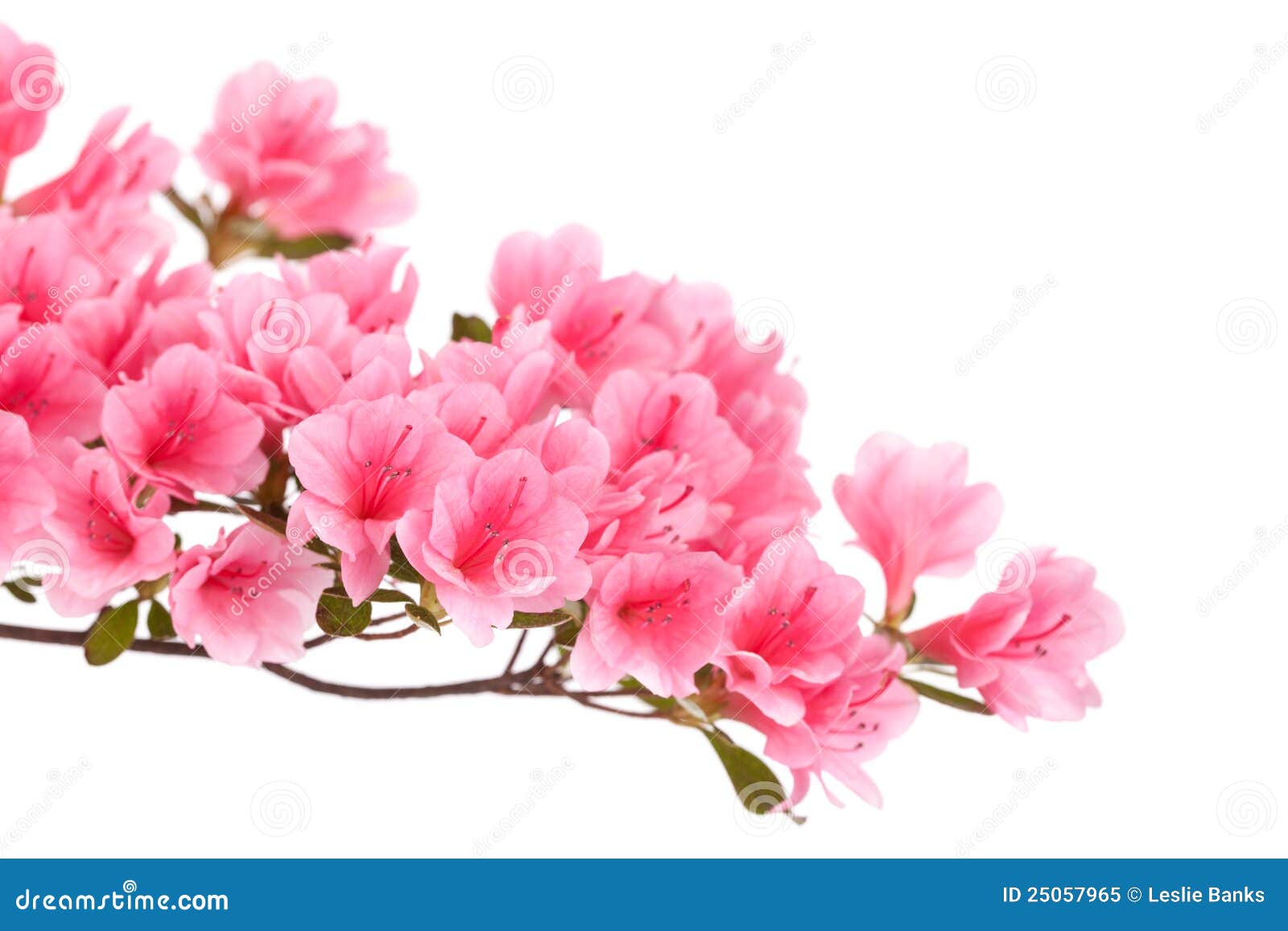 Pink azalea flowers stock image. Image of bloom, full - 25057965 Pink azalea flowers stock image. Image of bloom, full - 25057965