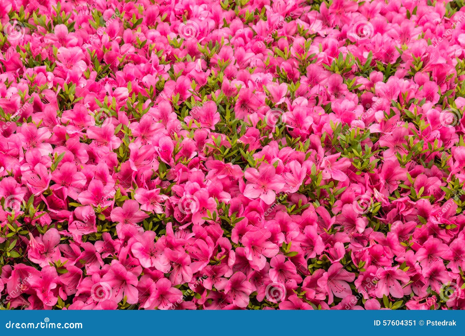 Pink Azalea Flowers Background Stock Image - Image of decorative ...