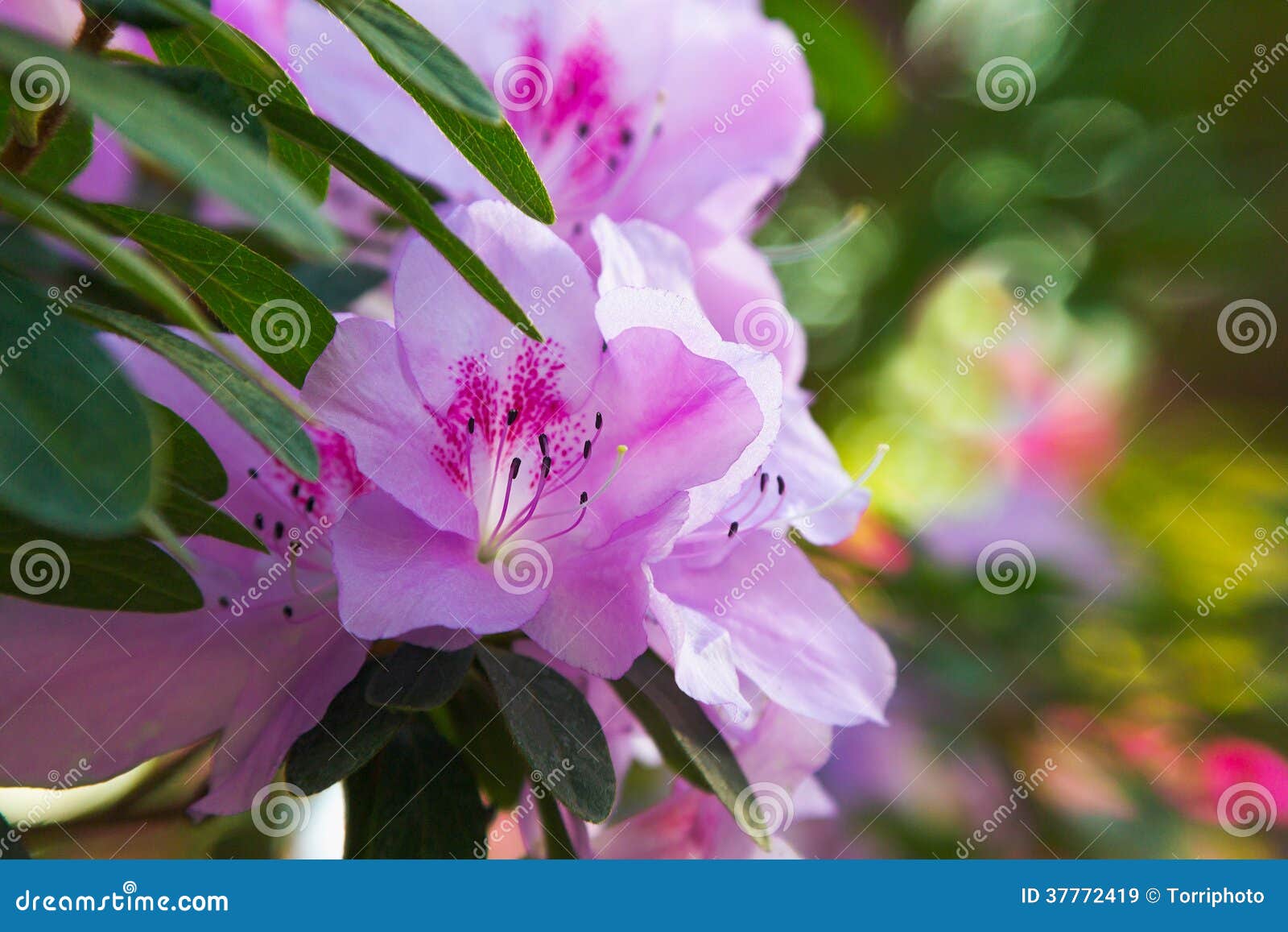 Pink Azalea flowers stock image. Image of flowers, botany - 37772419