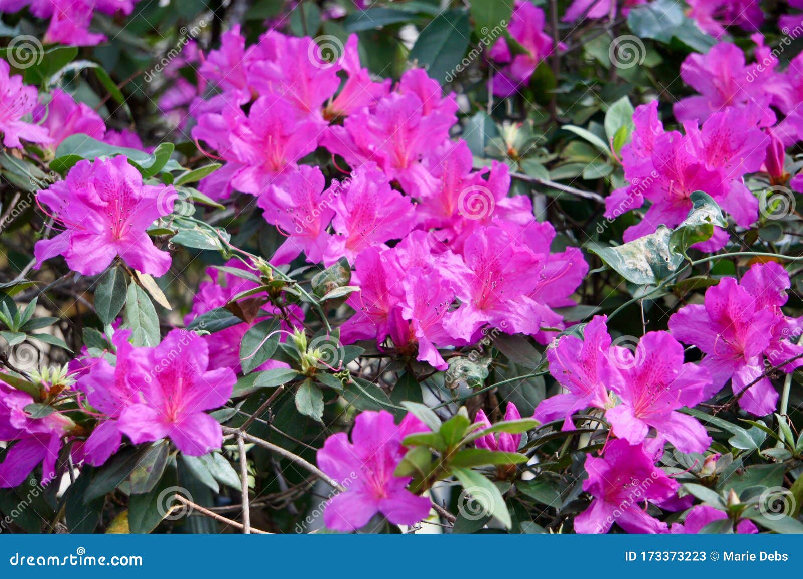 Pink Azalea Flowers stock image. Image of close, pink - 173373223
