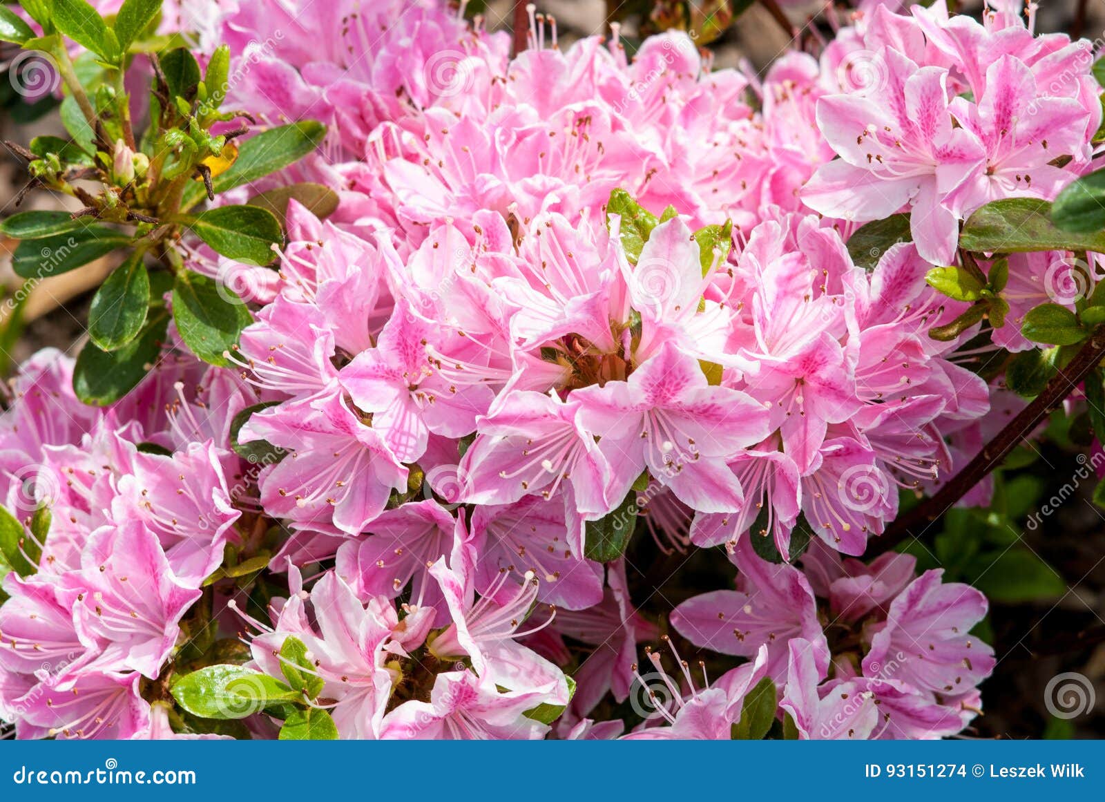 Pink Azalea stock photo. Image of grarden, flowers, white - 93151274