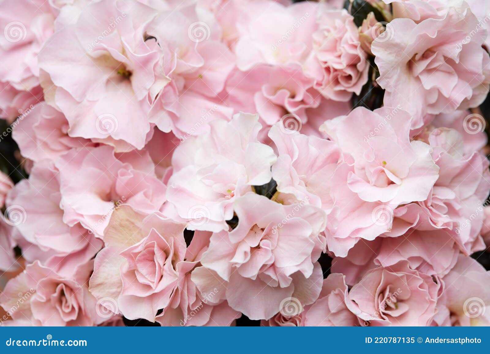 Pink Double Azalea Flowers Texture Background Stock Image - Image of ...