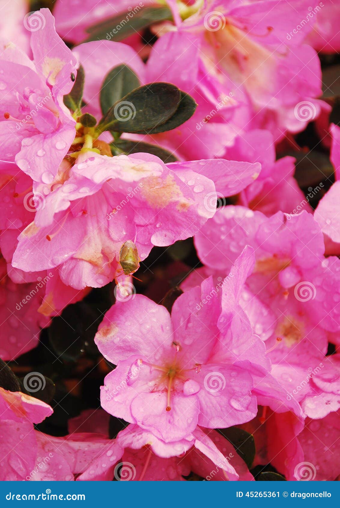 Pink Azalea Kirin stock image. Image of rhododendron - 45265361