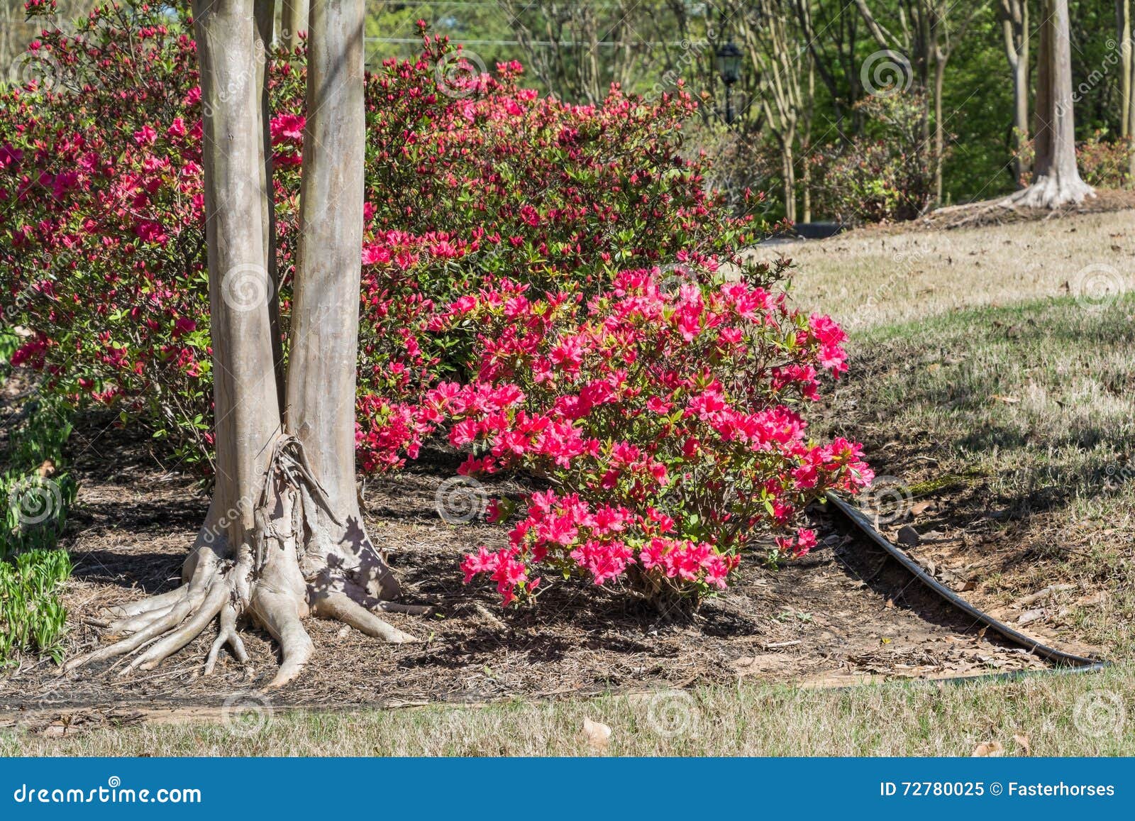 Pink Azaleas. stock image. Image of springtime, flowers - 72780025