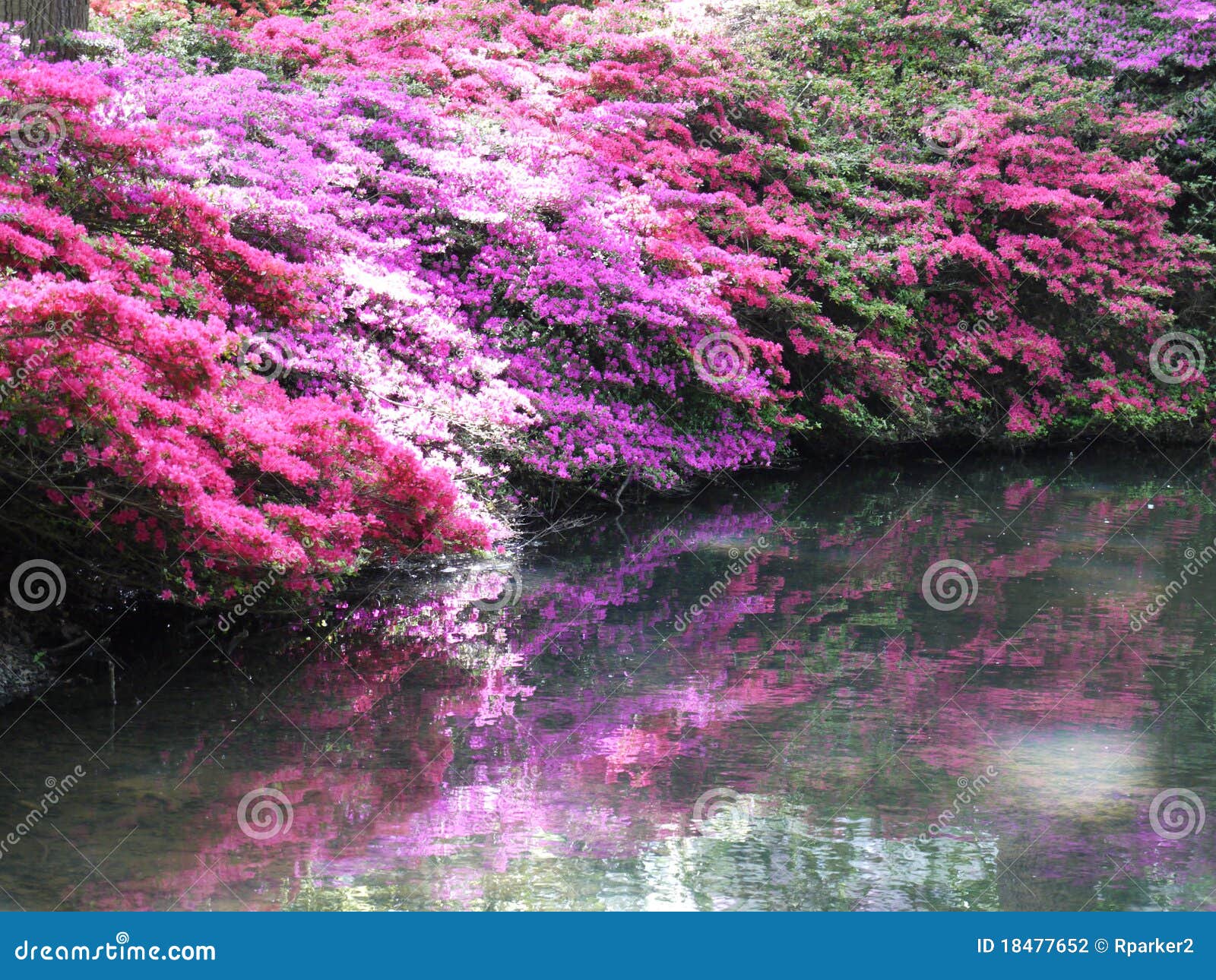 Pink Azaleas with Shadow Over Water Stock Photo - Image of colour ...