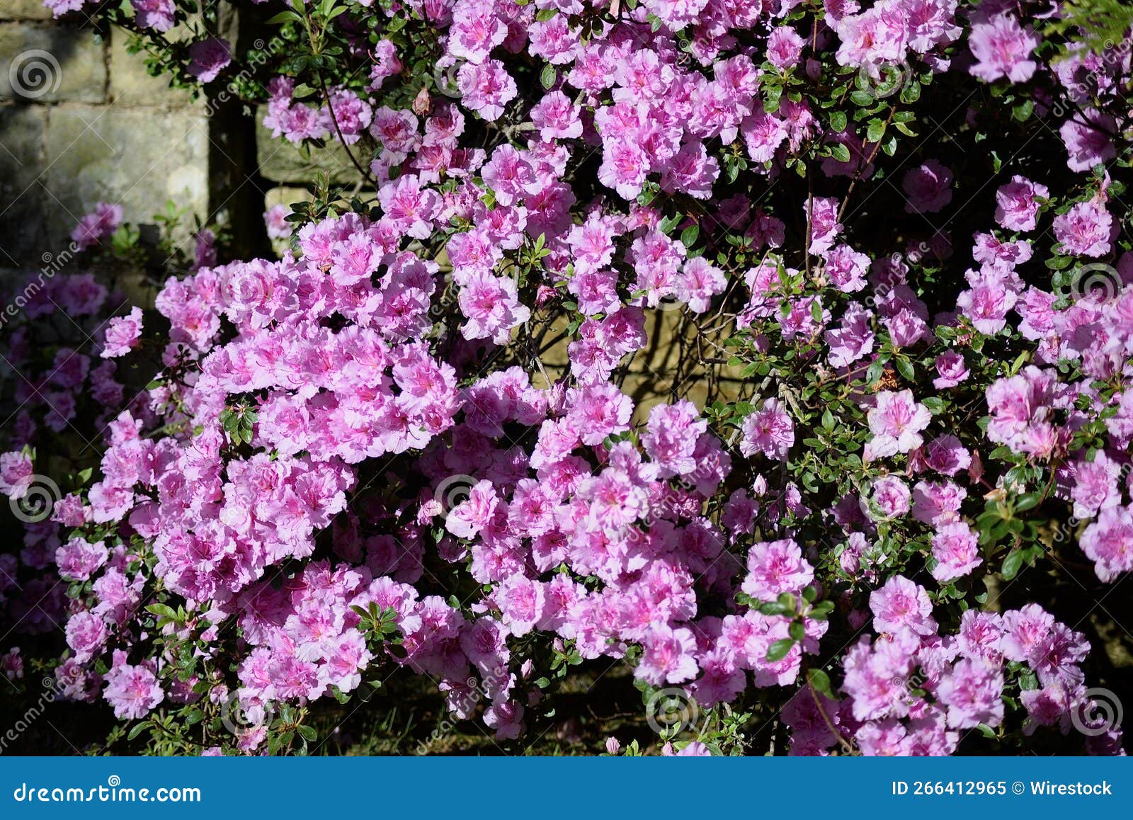 Pink Azaleas in the Garden at Spring Time Stock Image - Image of ...