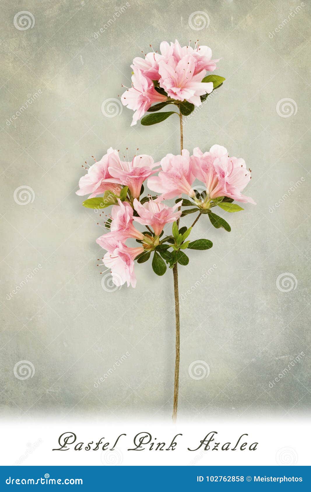 Pink Azaleas on Textured Background Stock Photo - Image of text, leaves ...