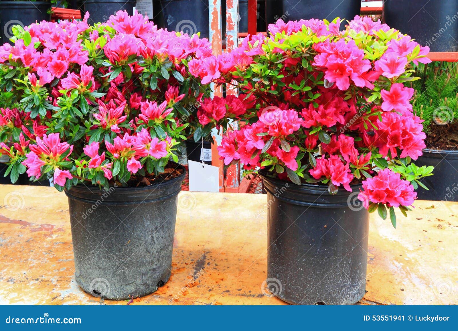 Pink Azaleas stock image. Image of azaleas, farmer, local - 53551941