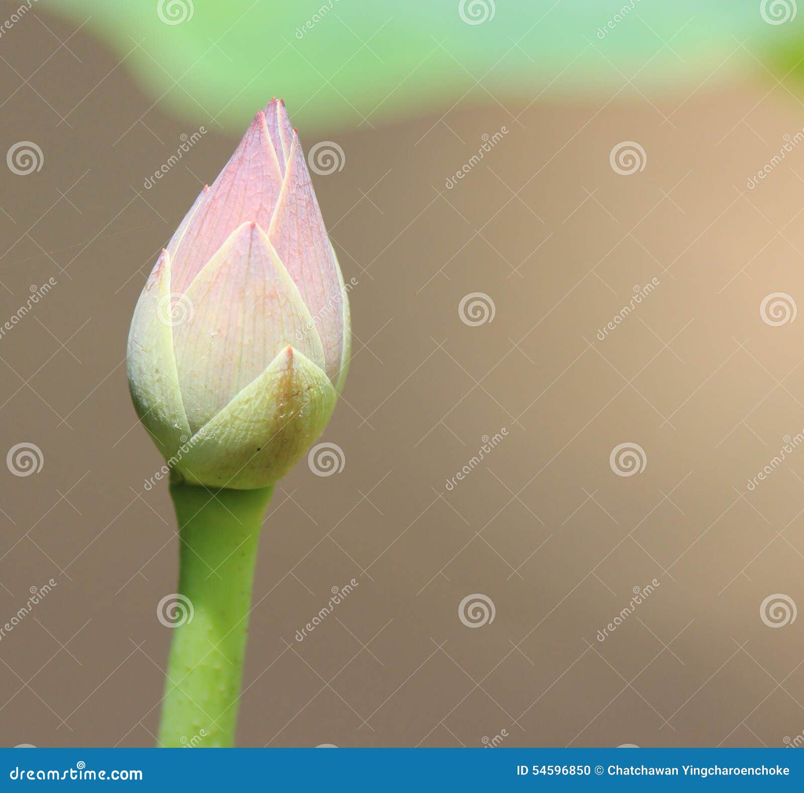 Pink baby lotus stock photo. Image of asian, lotus, blooming - 54596850