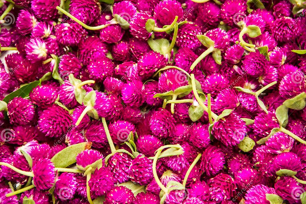 Pink bachelor button stock photo. Image of button, delicate - 33020814