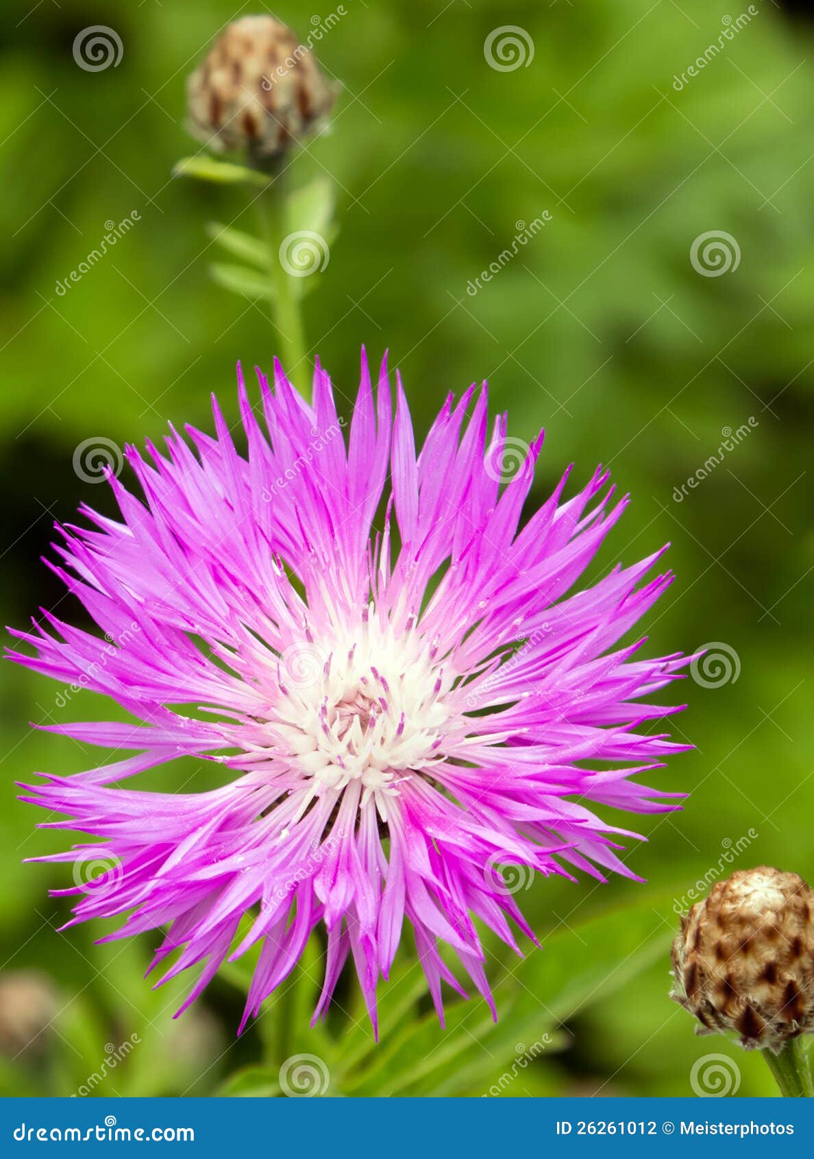 Pink Bachelor s Button stock photo. Image of fresh, garden - 26261012