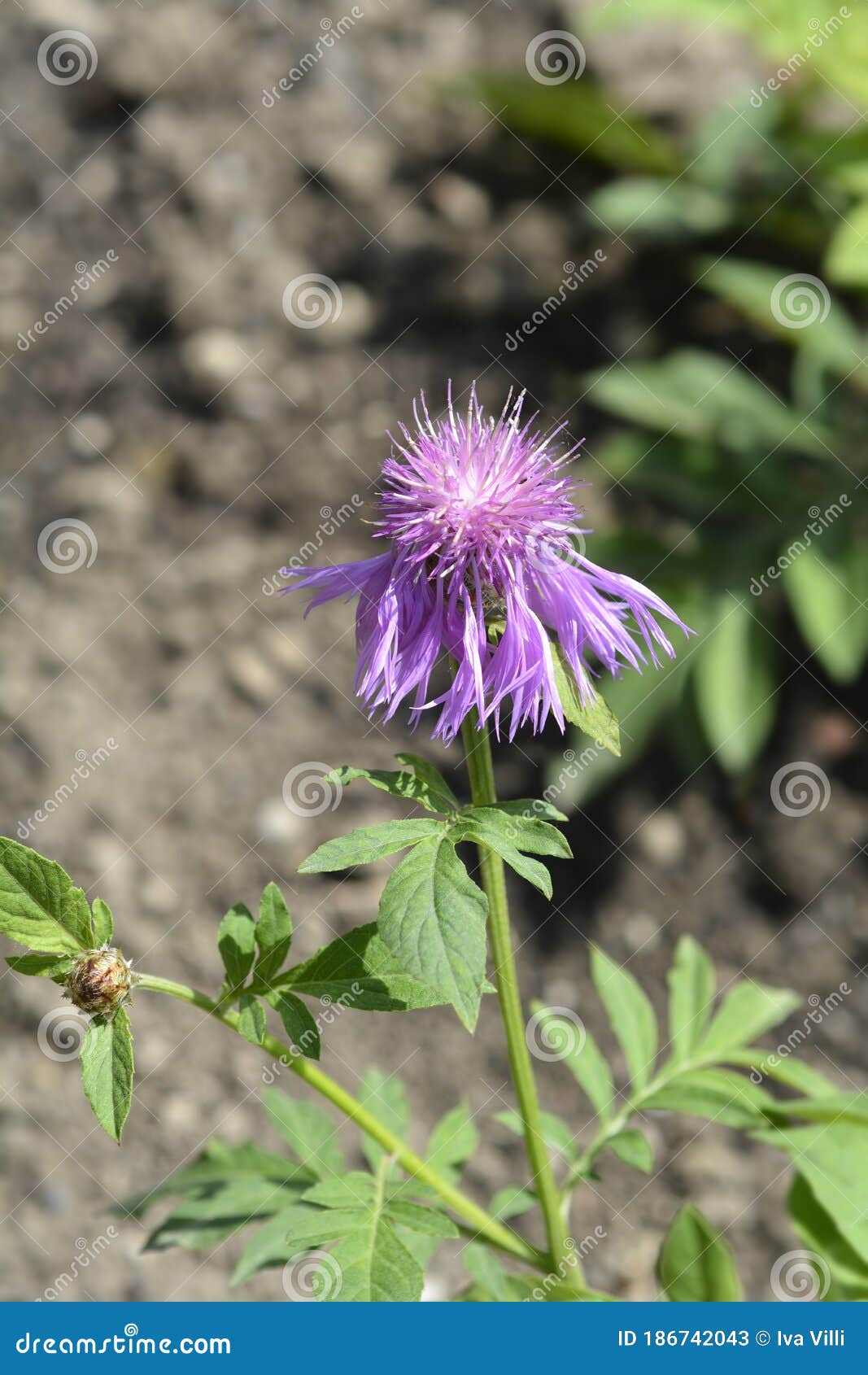 Pink Bachelors Button stock image. Image of pulcherrima - 186742043