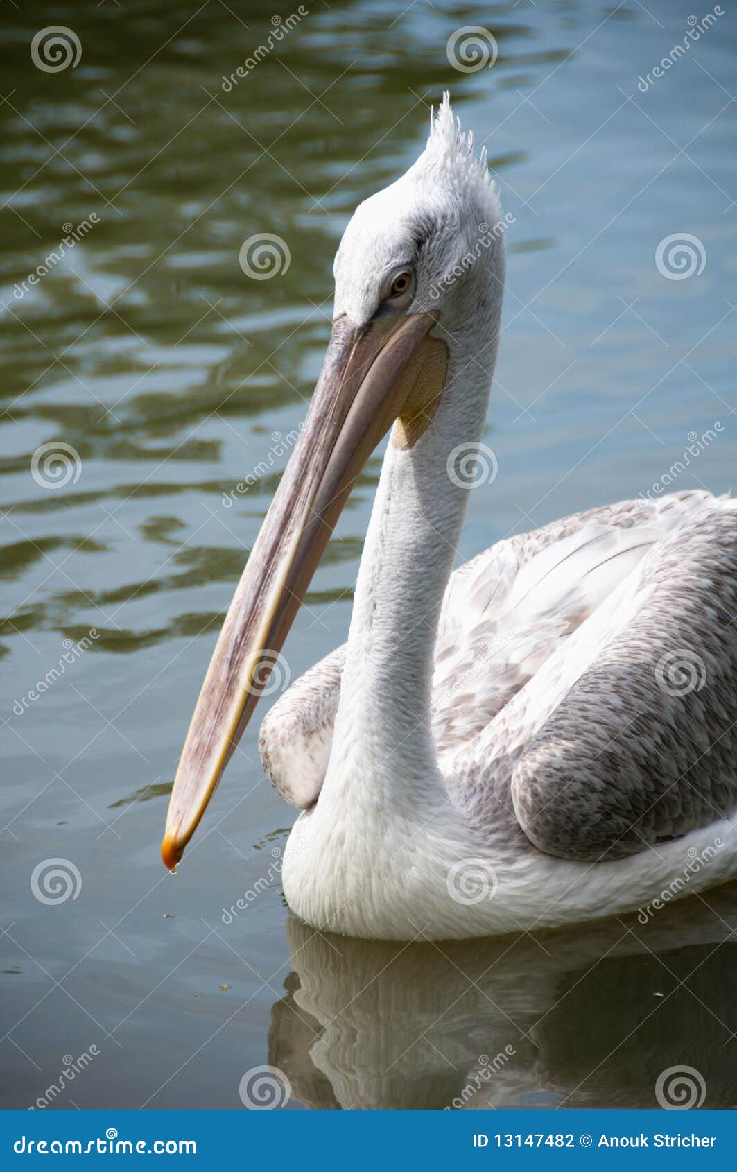 Pink-backed Pelican stock photo. Image of animal, rufescens - 13147482