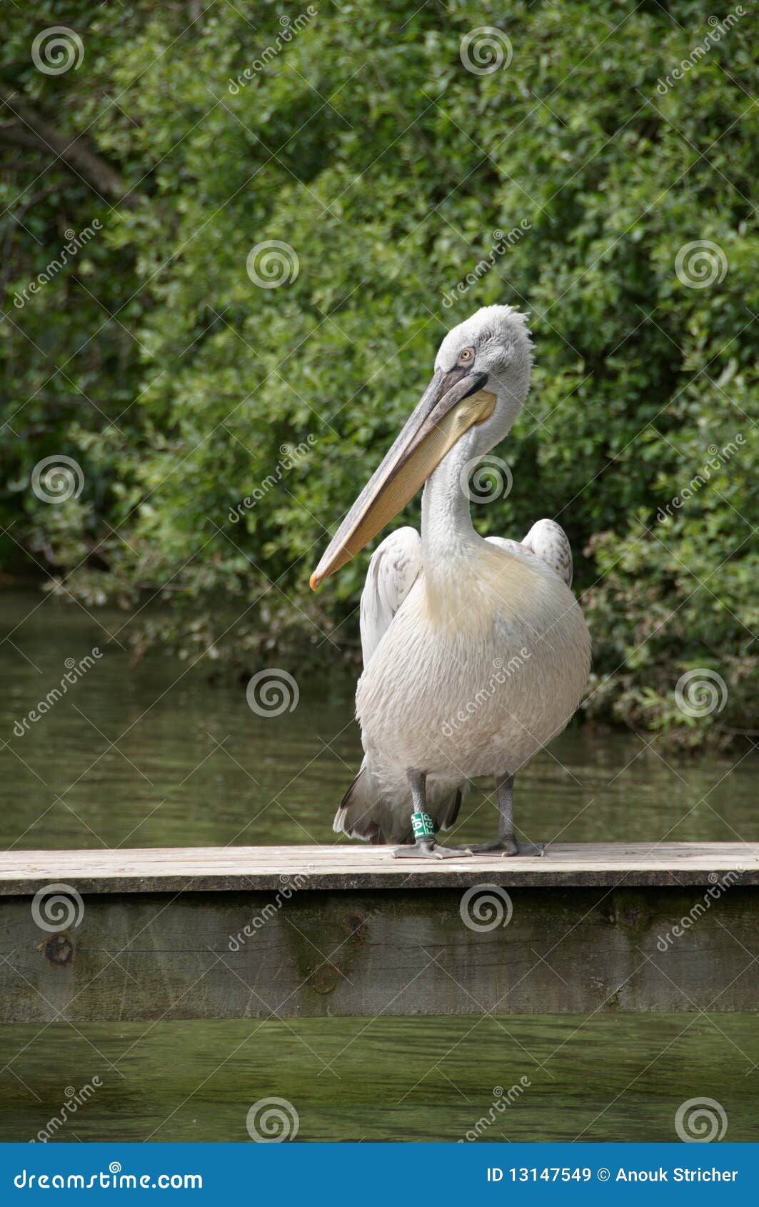 Pink-backed Pelican stock image. Image of feather, animal - 13147549