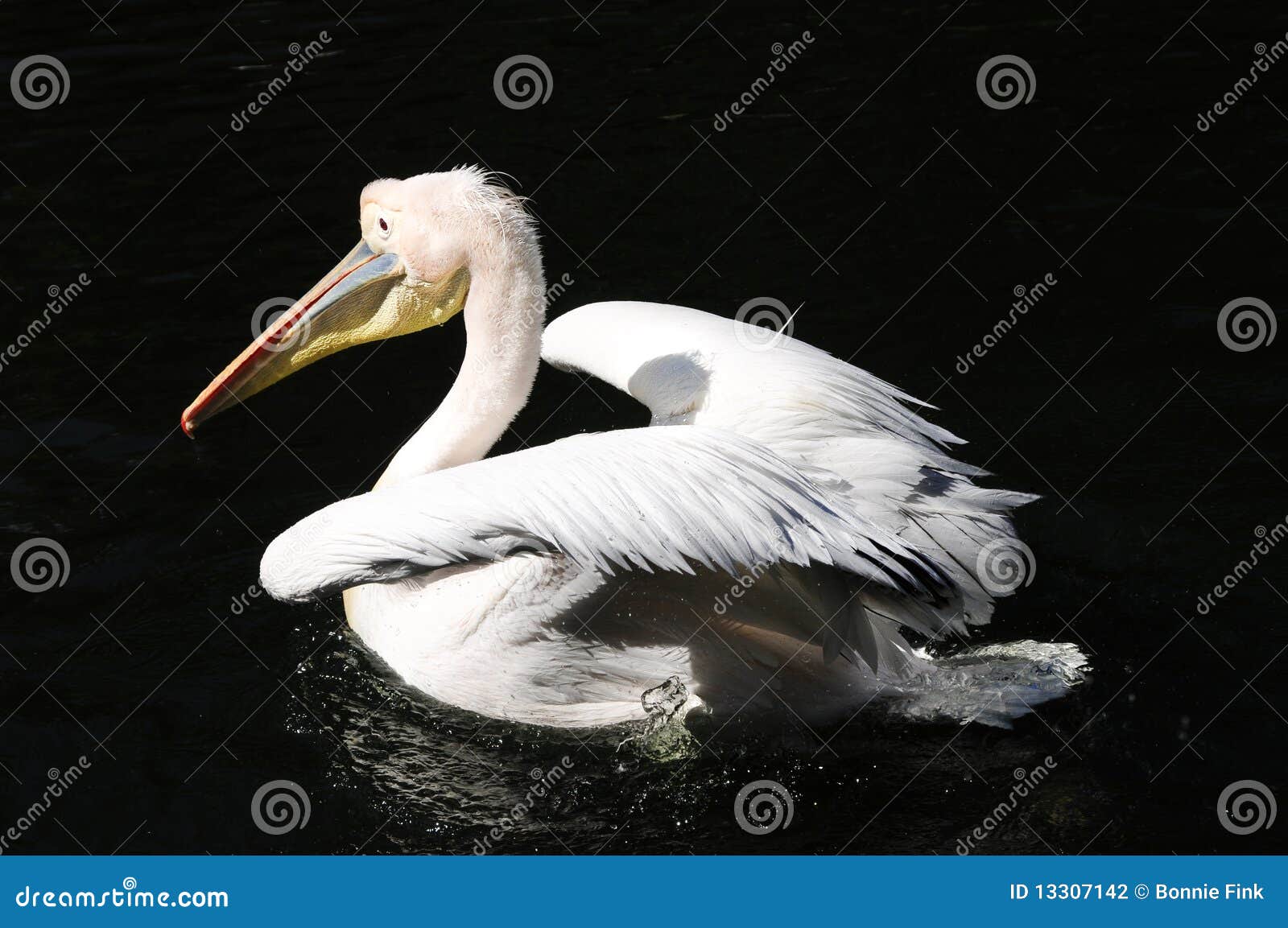 Pink backed pelican stock photo. Image of pelecanus, white - 13307142