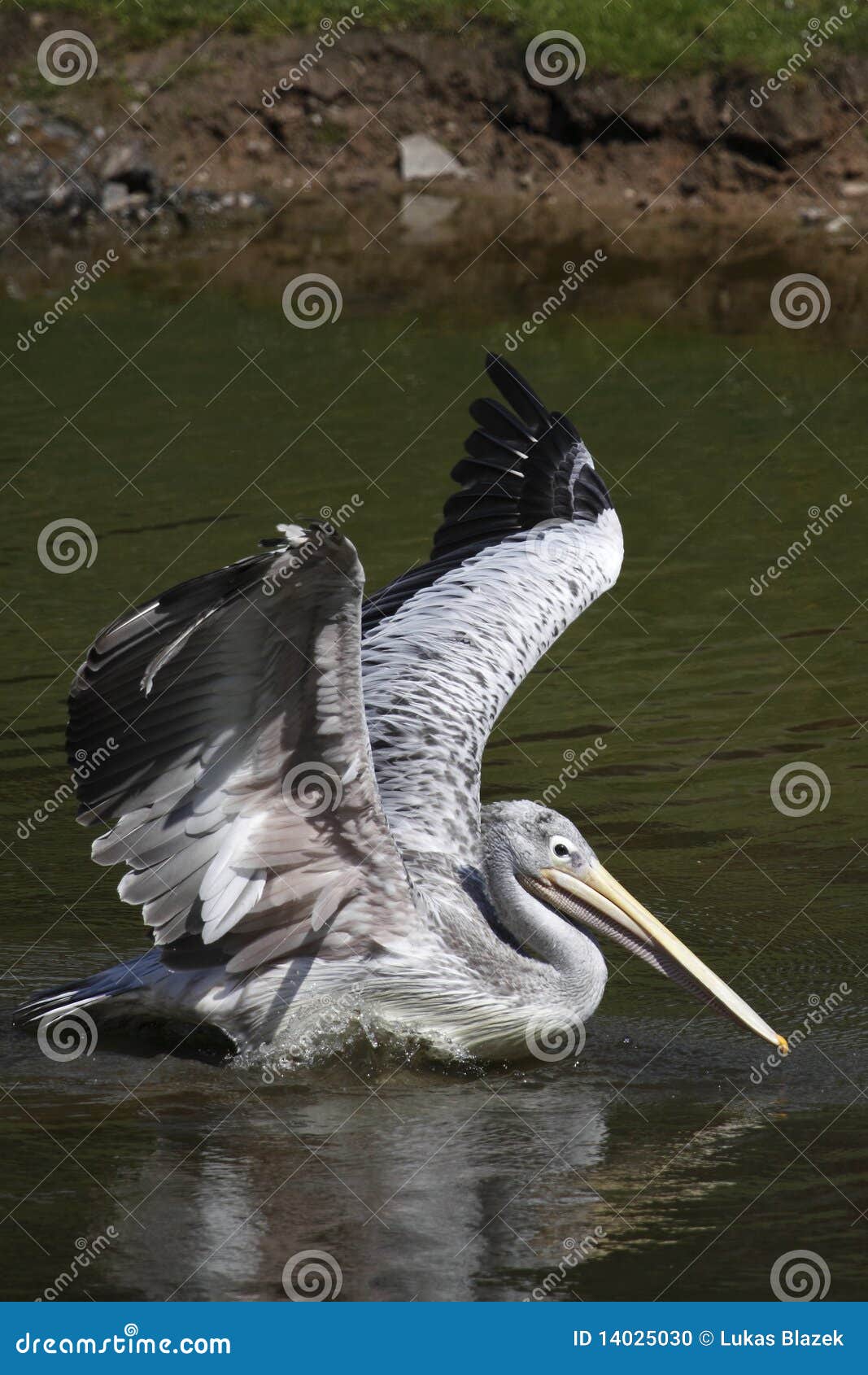 Pink-backed pelican stock photo. Image of rufescens, nature - 14025030