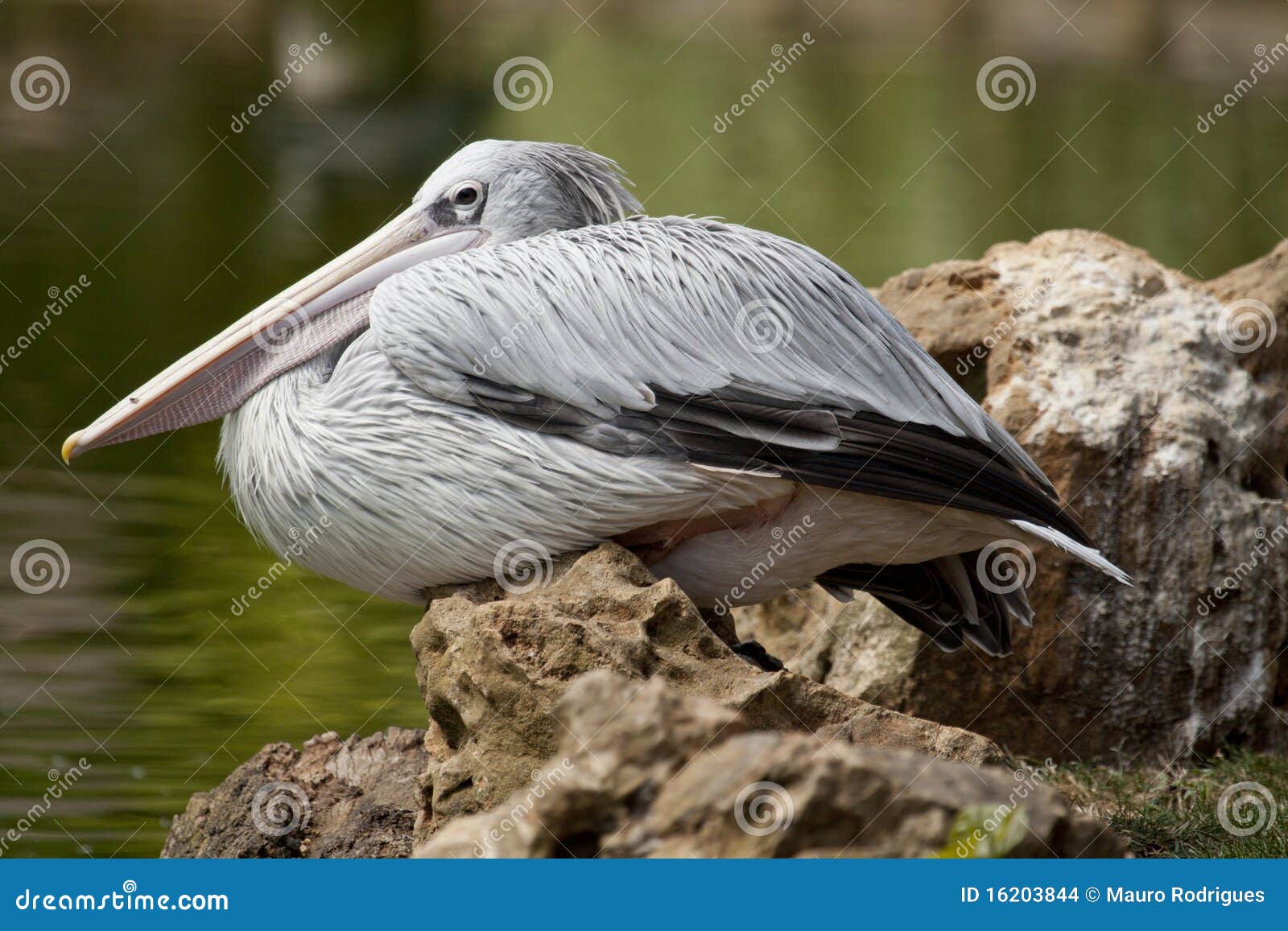 Pink-backed Pelican stock photo. Image of closeup, rufescens - 16203844