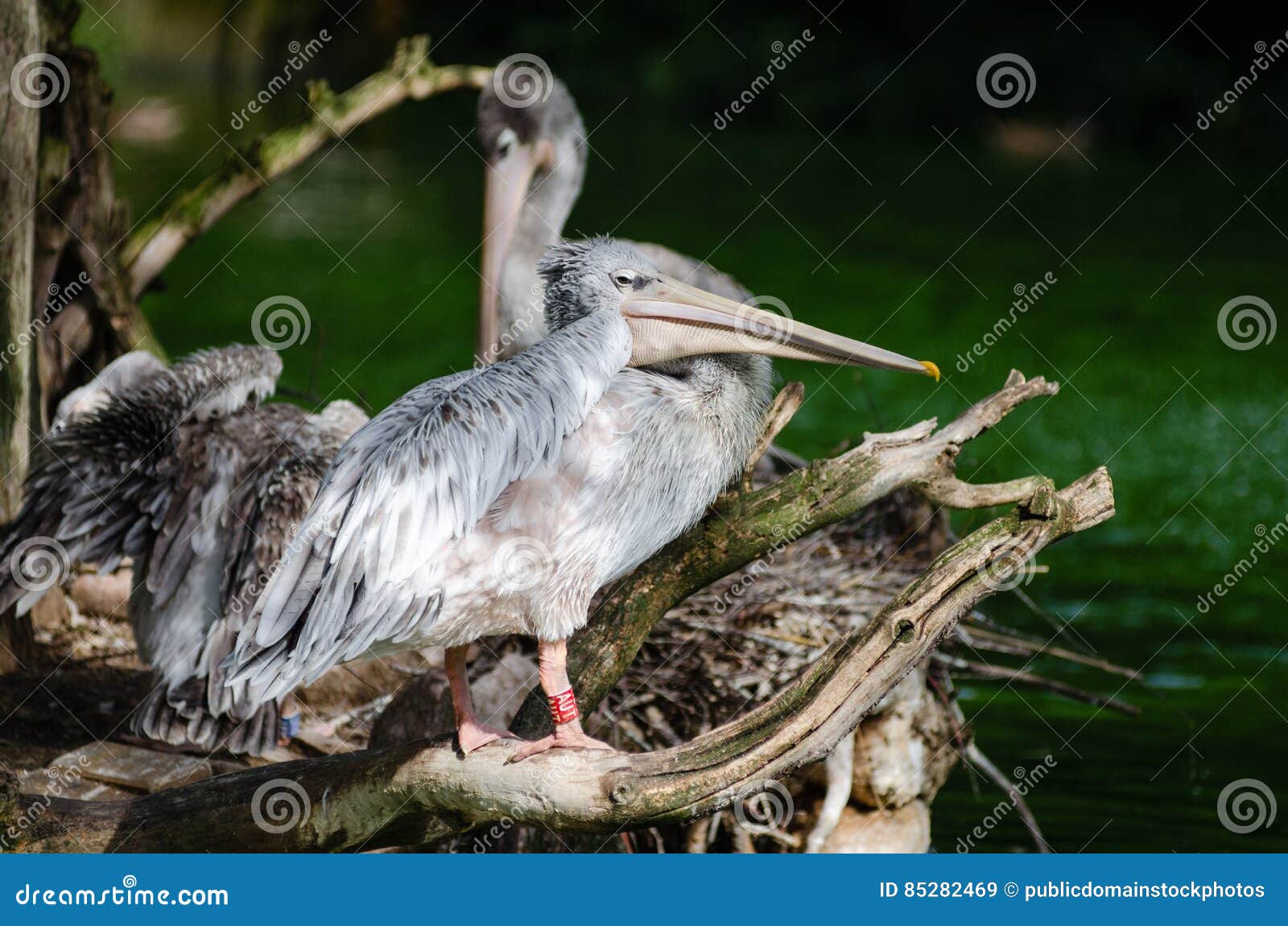 Pink-backed Pelican Picture. Image: 85282469
