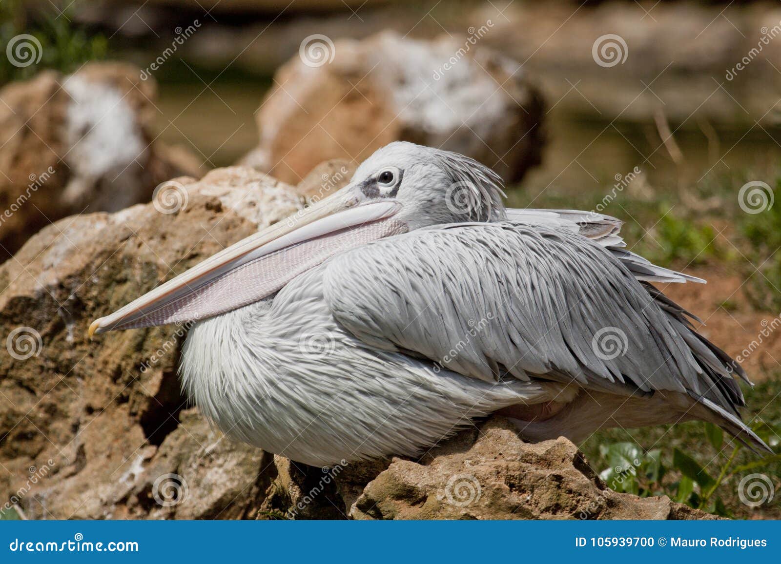 Pink-backed Pelican stock photo. Image of rock, quiet - 105939700