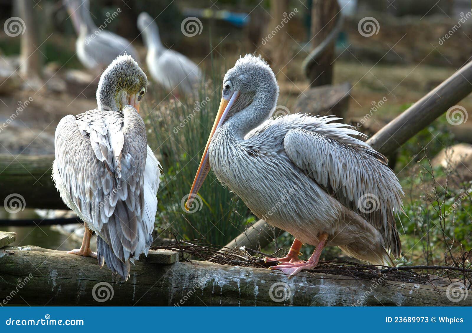 Pink-backed Pelican II stock image. Image of backed, species - 23689973