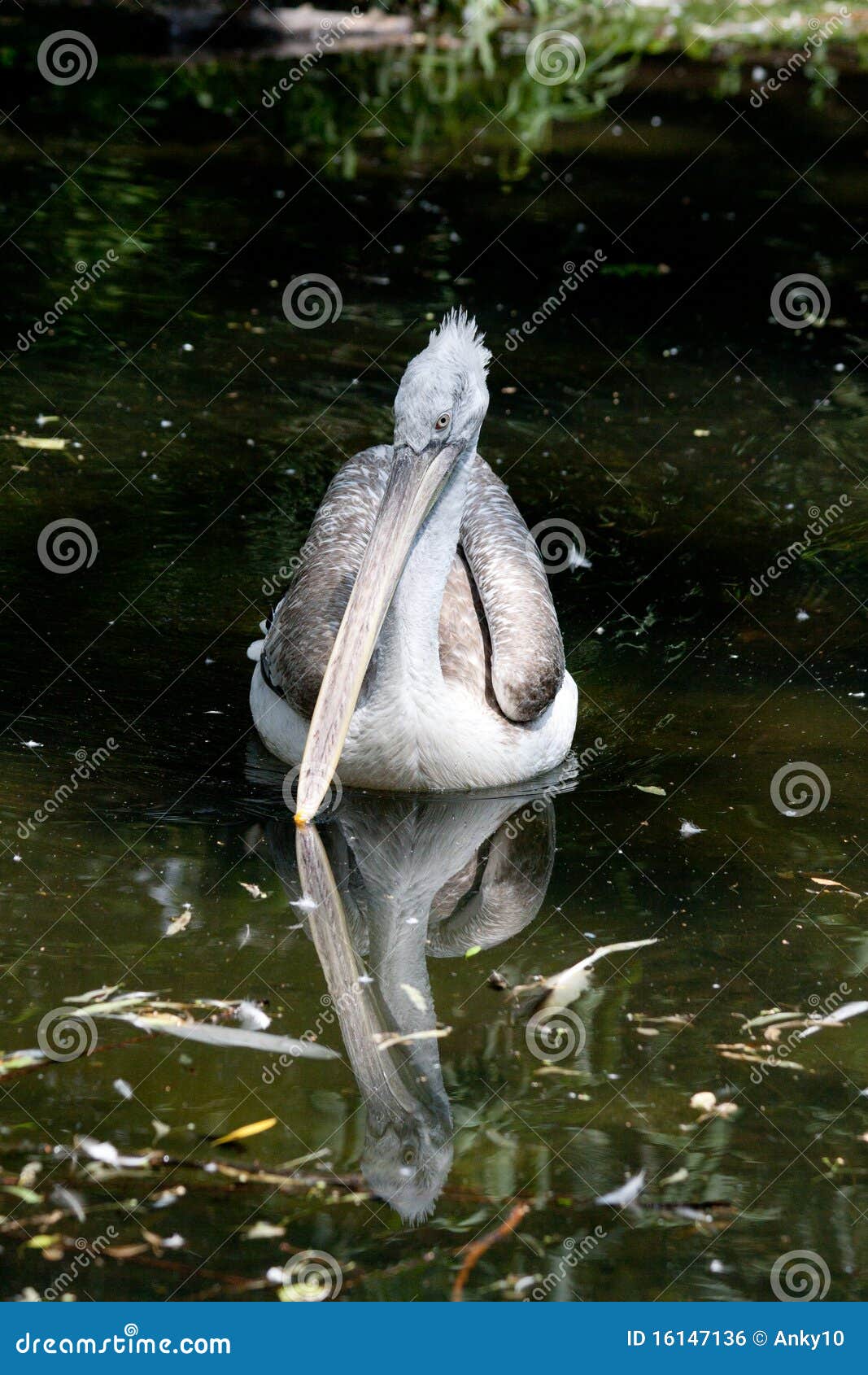 Pink-backed Pelican (Pelecanus Rufescens) Stock Photo - Image of avian ...
