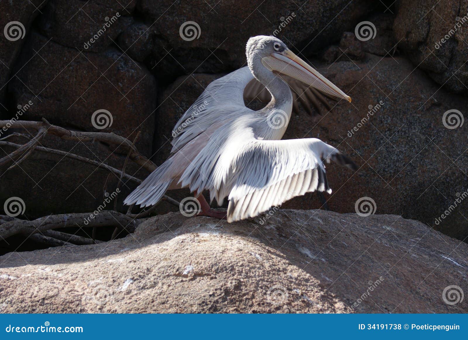 Pink-backed Pelican - Pelecanus Rufescens Stock Photo - Image of nature ...