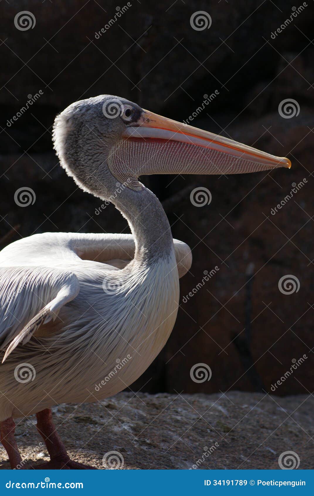 Pink-backed Pelican - Pelecanus Rufescens Stock Image - Image of ...