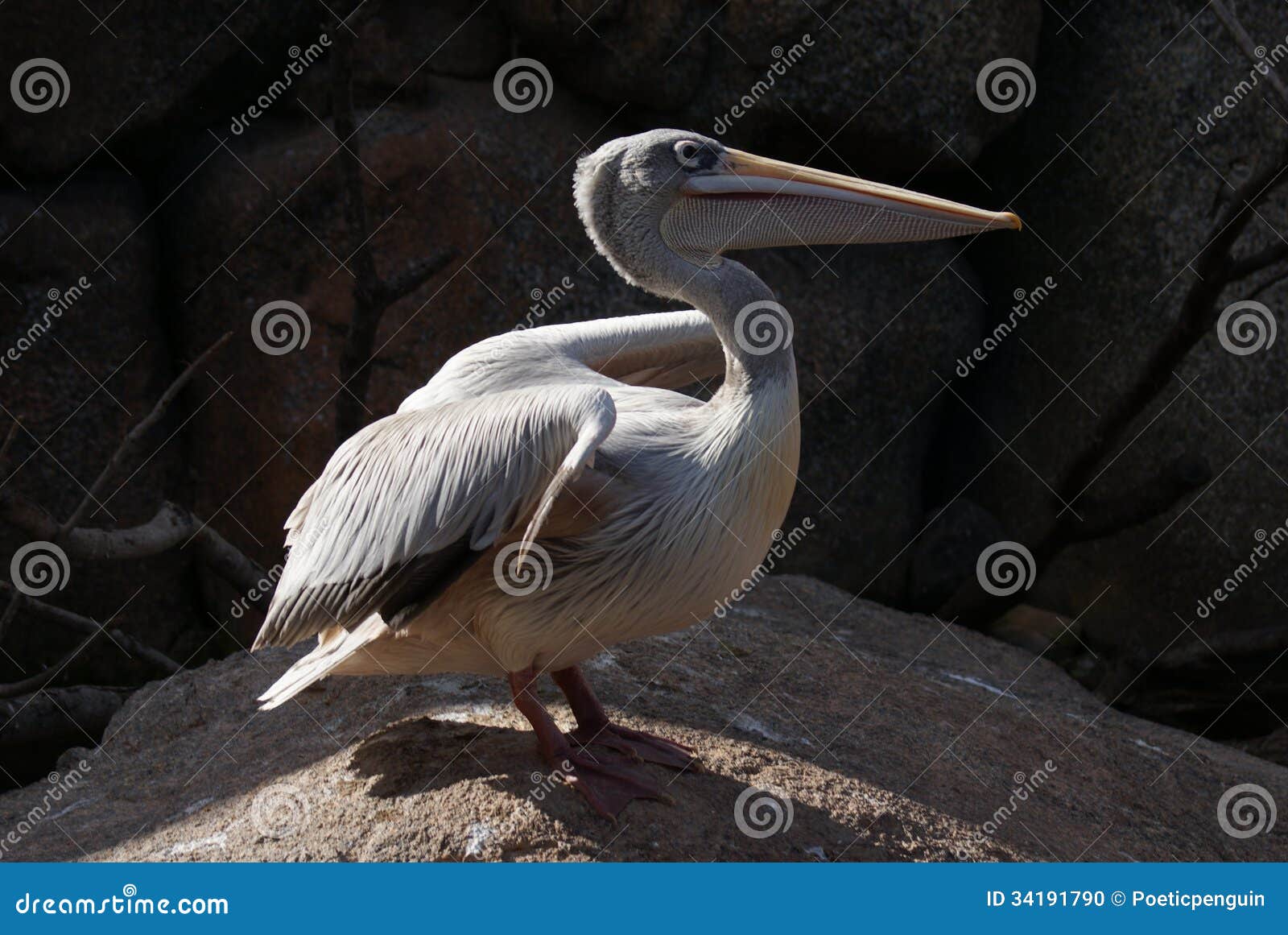 Pink-backed Pelican - Pelecanus Rufescens Stock Photo - Image of animal ...