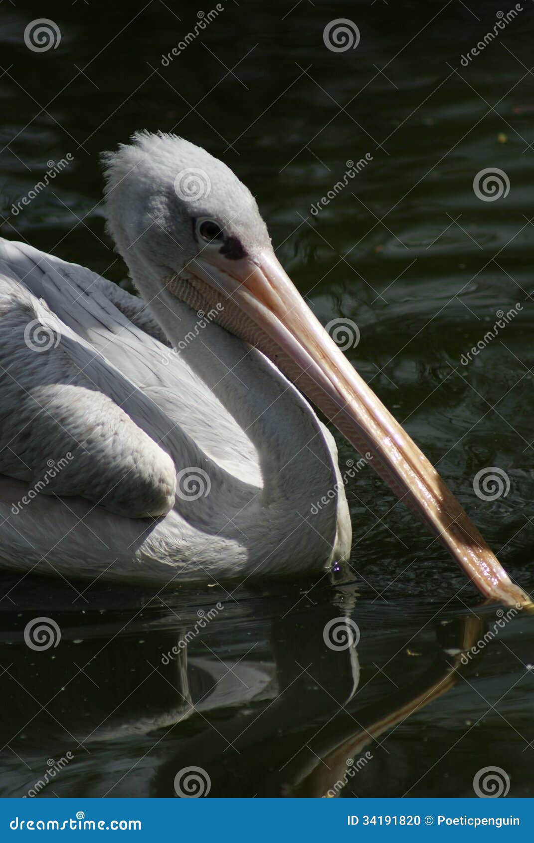 Pink-backed Pelican - Pelecanus Rufescens Stock Photo - Image of ...