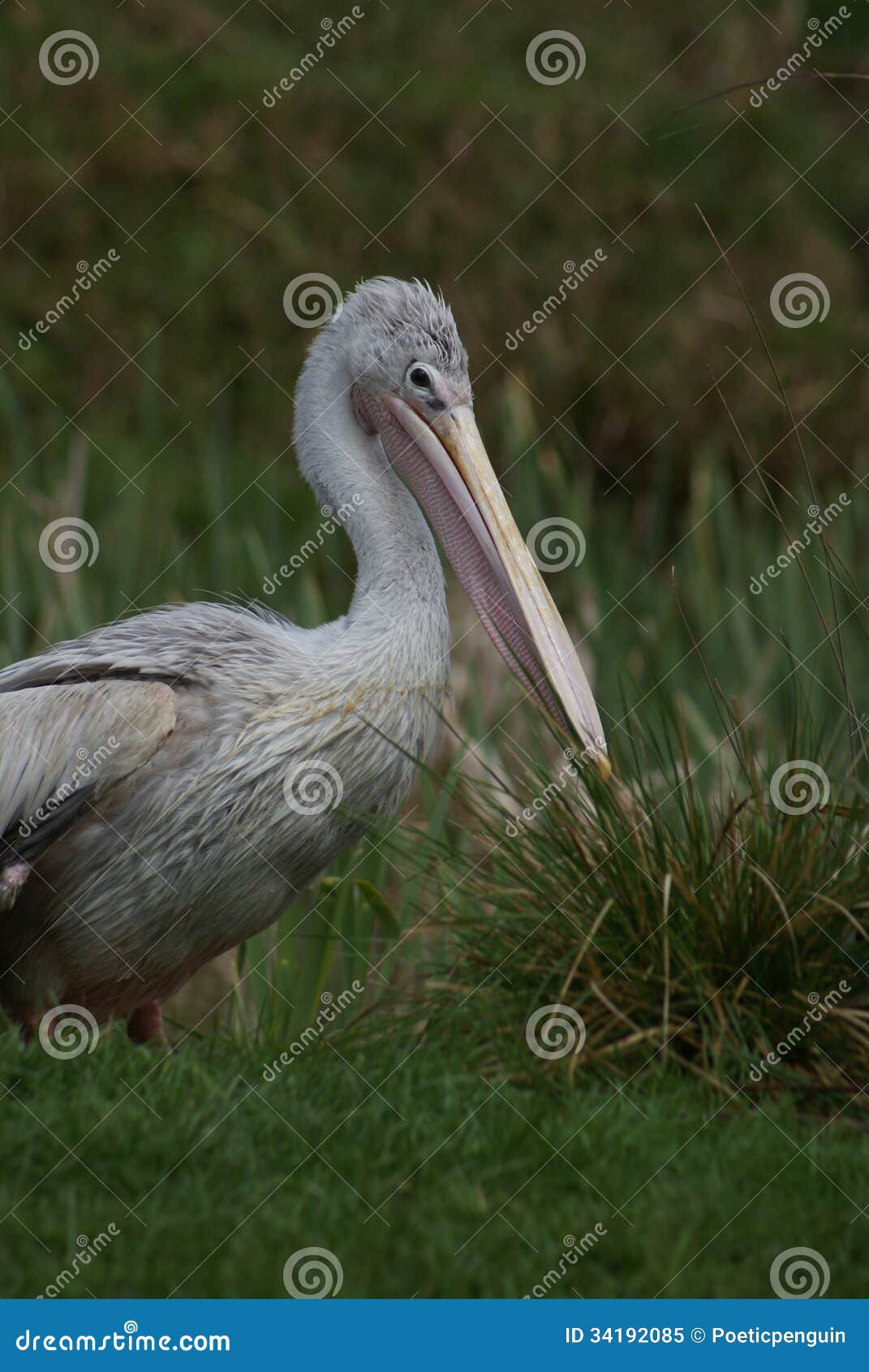 Pink-backed Pelican - Pelecanus Rufescens Stock Image - Image of ...