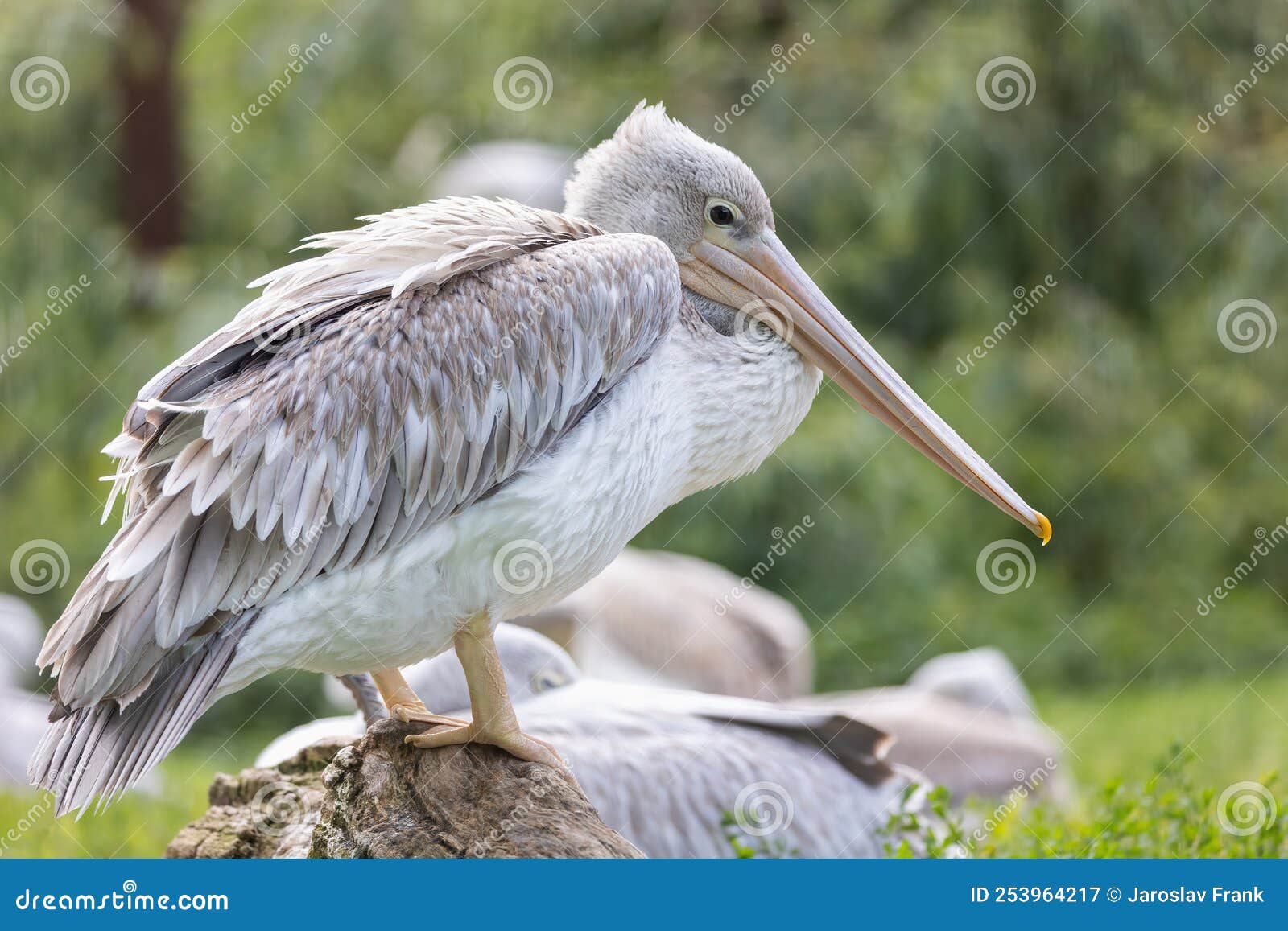 Pink-backed Pelican is Posing Outdoors Stock Image - Image of head ...