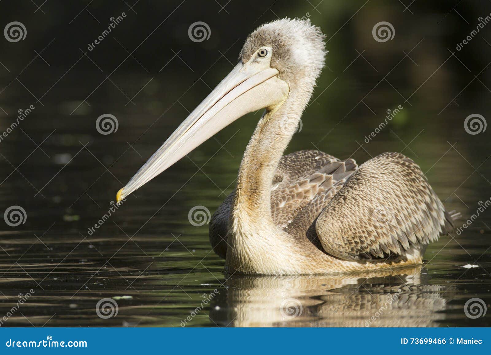 Pink-backed Pelican stock photo. Image of water, nature - 73699466