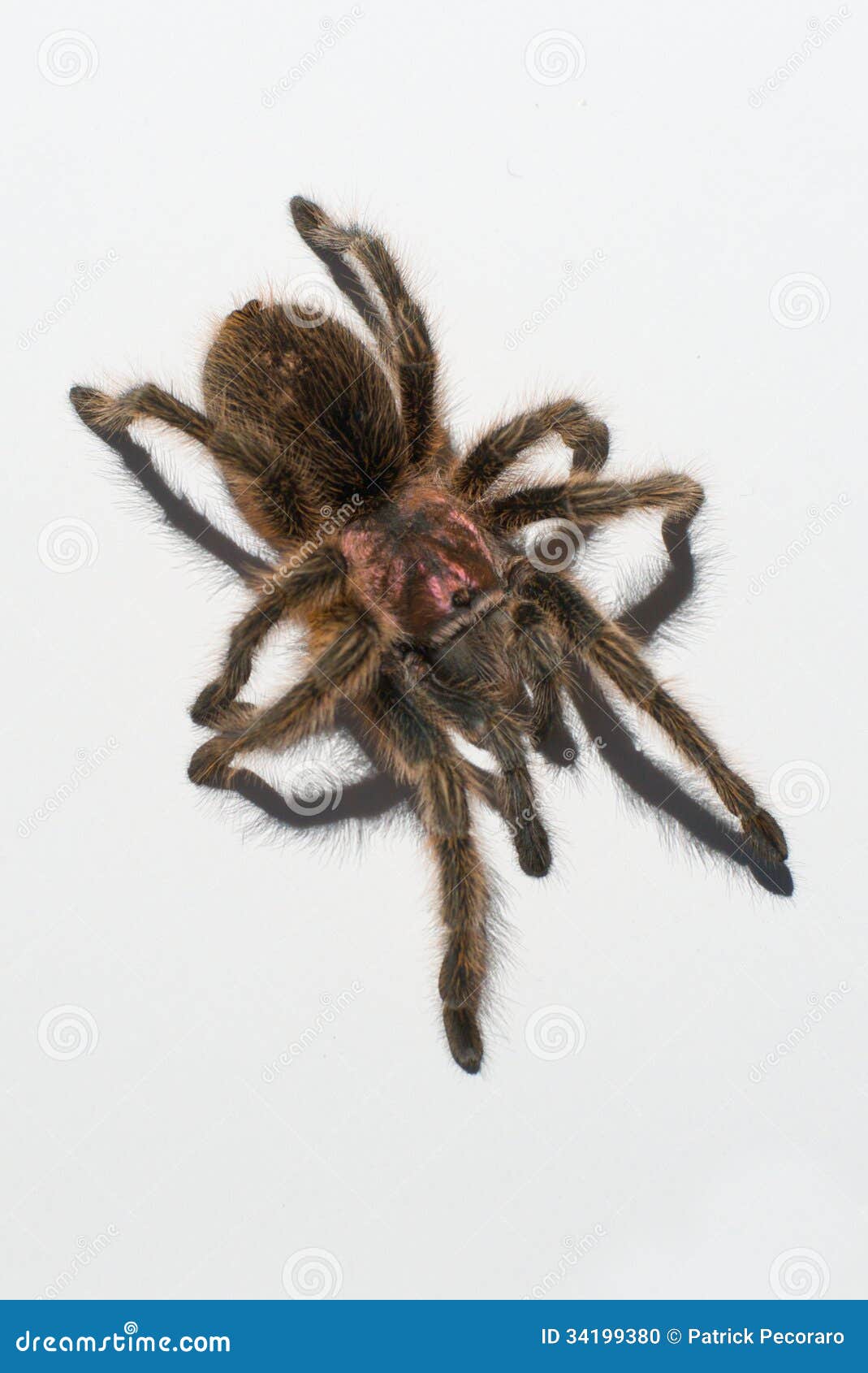 Pink Backed tarantula stock photo. Image of orange, legs - 34199380