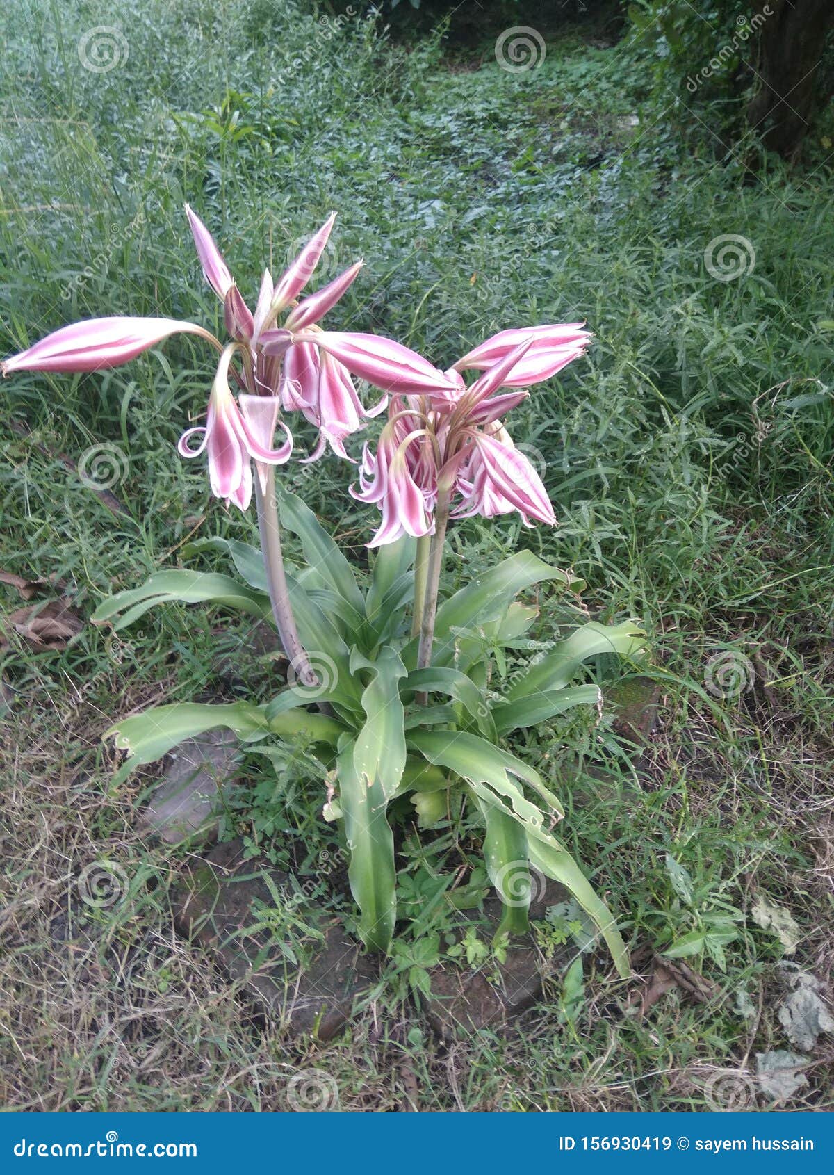 PINK BACKGROUND FLOWER Lovely Stock Image - Image of unic, flower ...