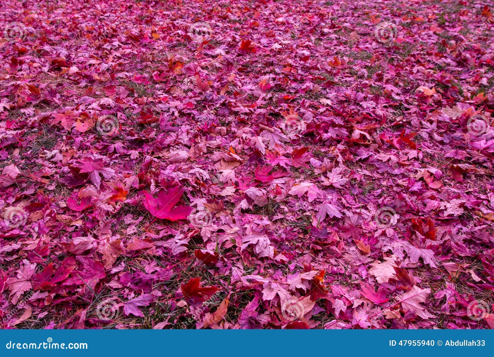 Pink stock photo. Image of backgruond, autumn, colors - 47955940