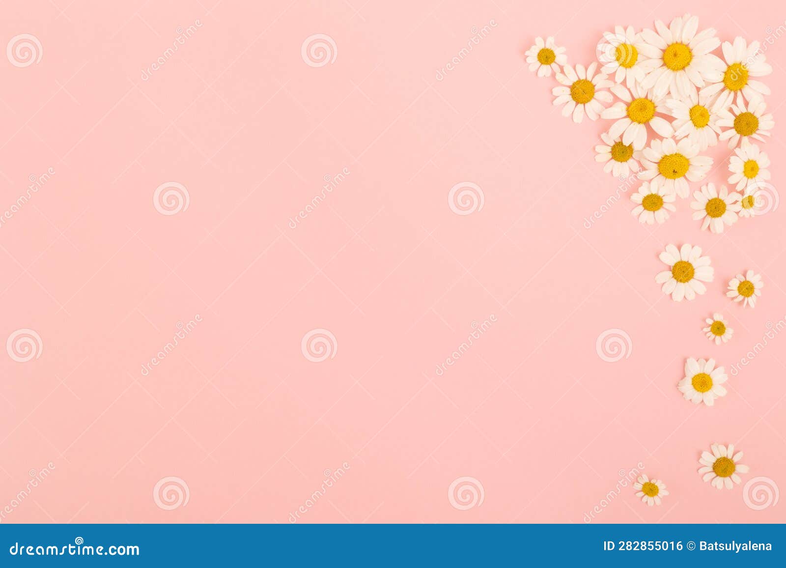 Pink Background with White Daisies. Stock Photo - Image of orange, blossom: 282855016